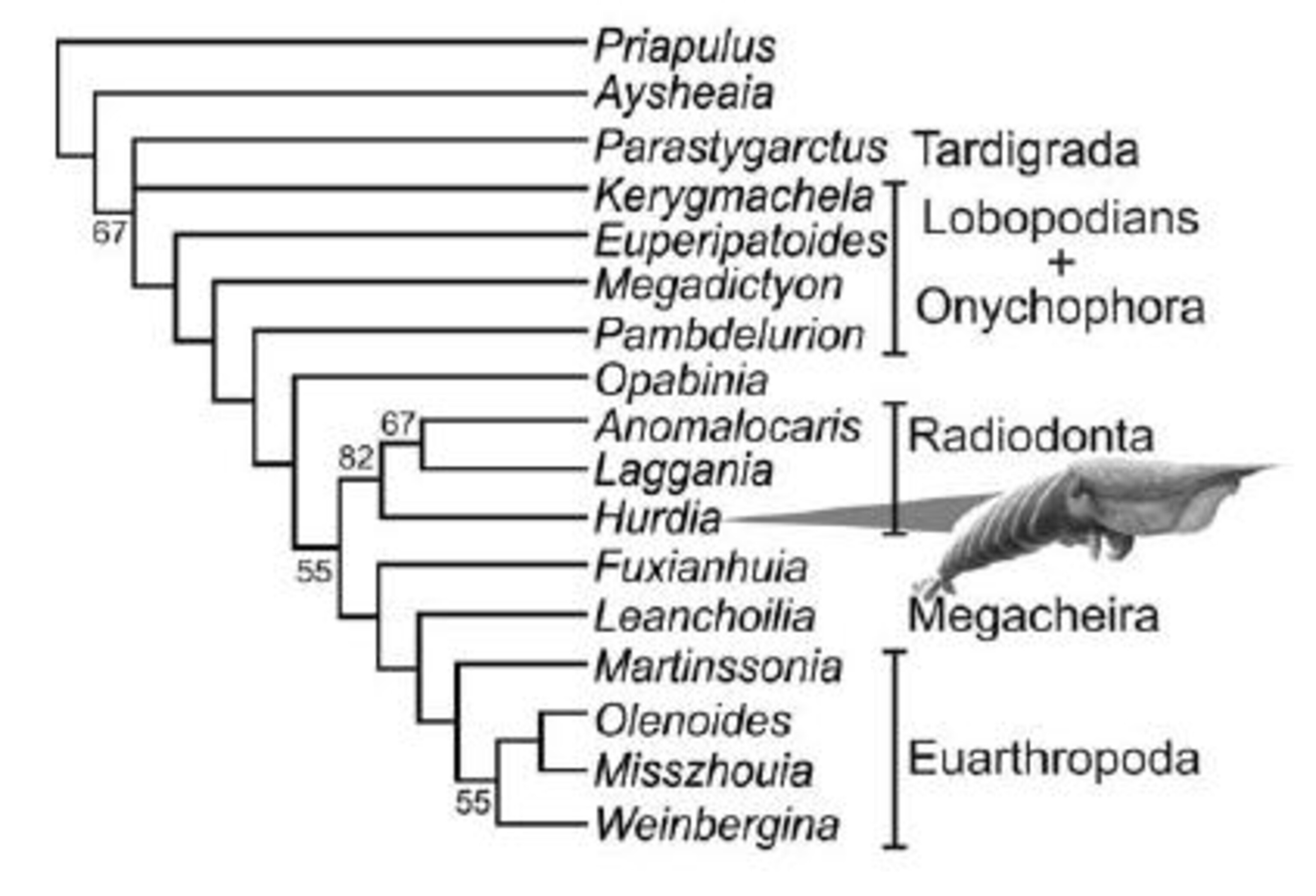 Repost: Hurdia – Another cool Cambrian critter | National Geographic