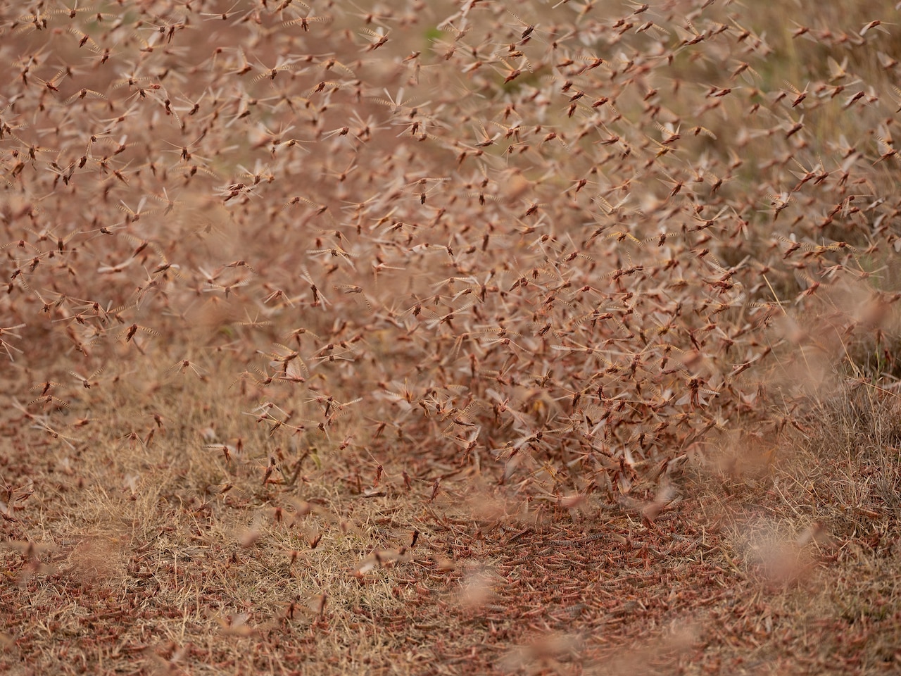 TRANSCEND MEDIA SERVICE » A Locust Plague Hit East Africa–The Pesticide ...