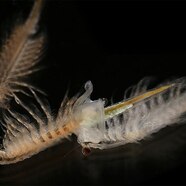 Parasites Parasites