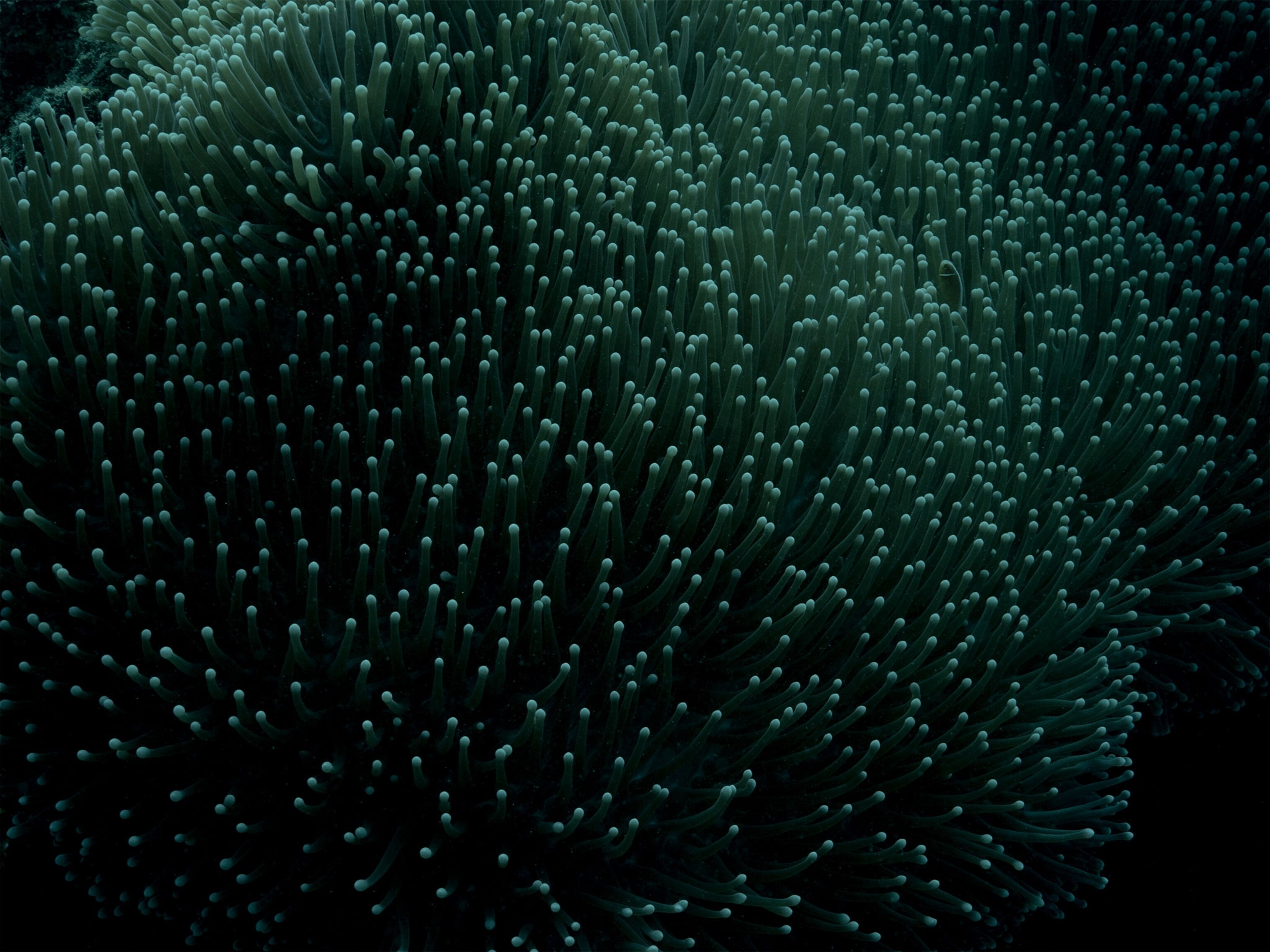 See 'Underwater Snowstorm' of Coral Reproducing