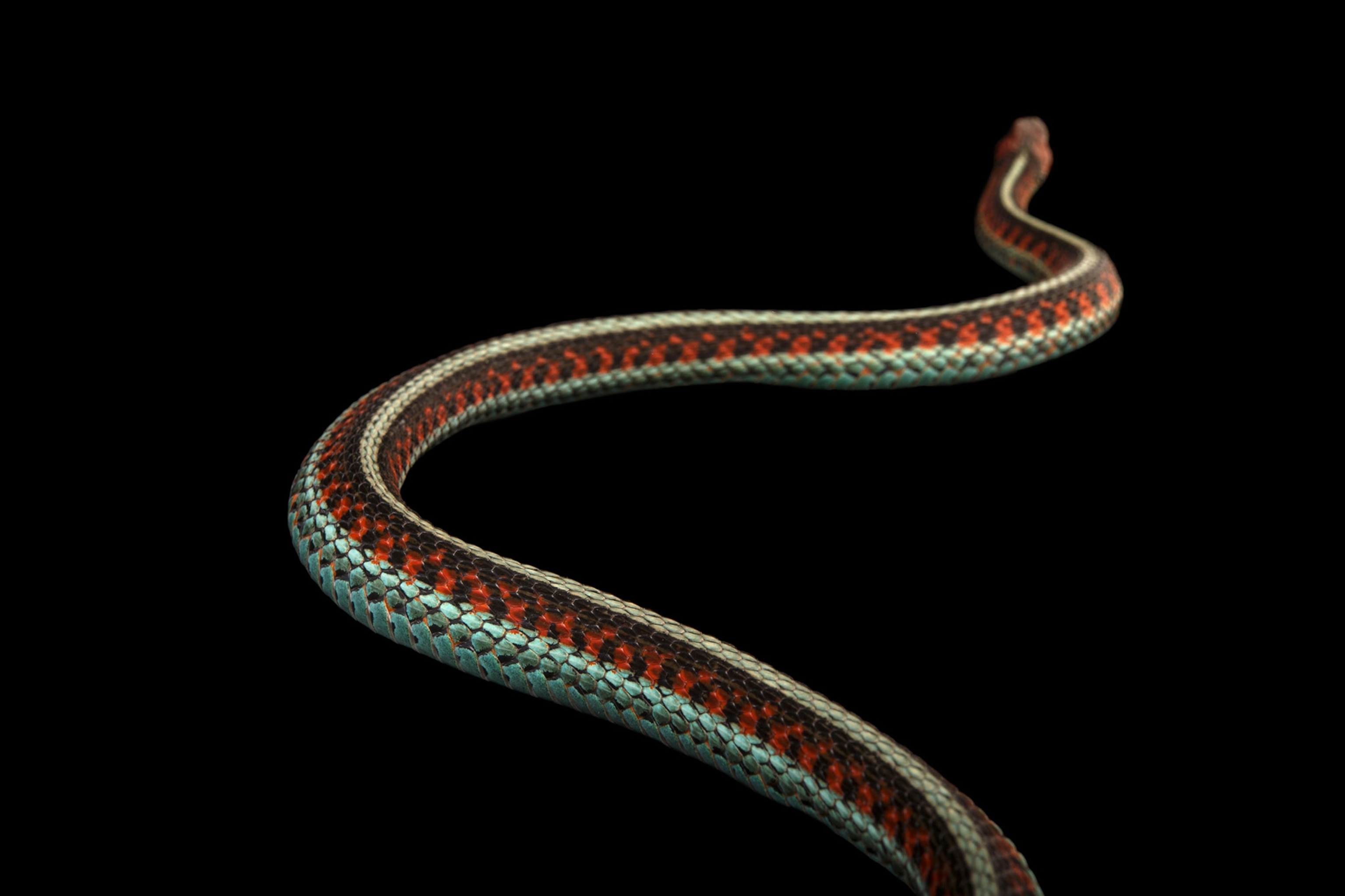 See 22 Spectacular Pictures of Snakes