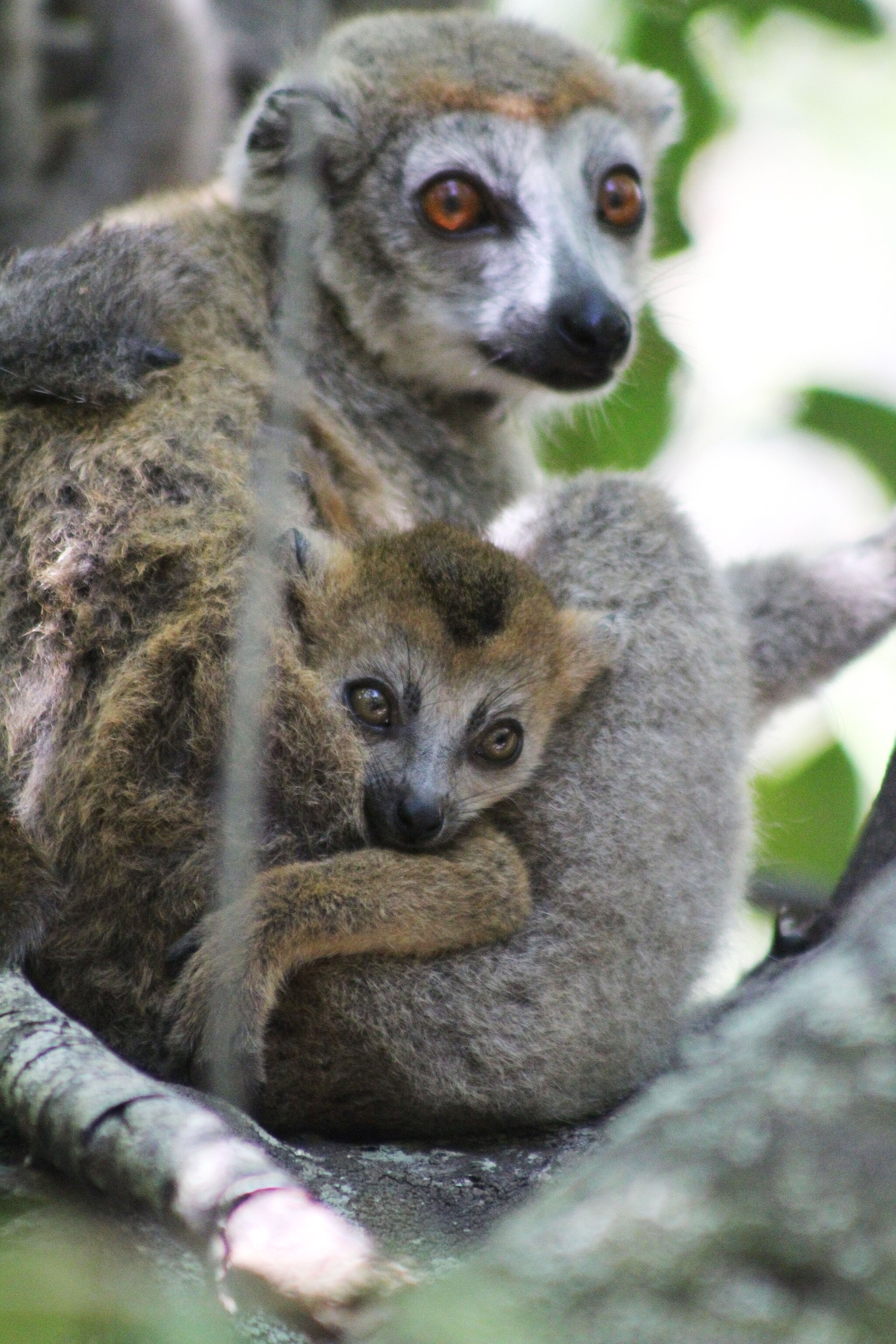 See endangered lemurs in Madagascar