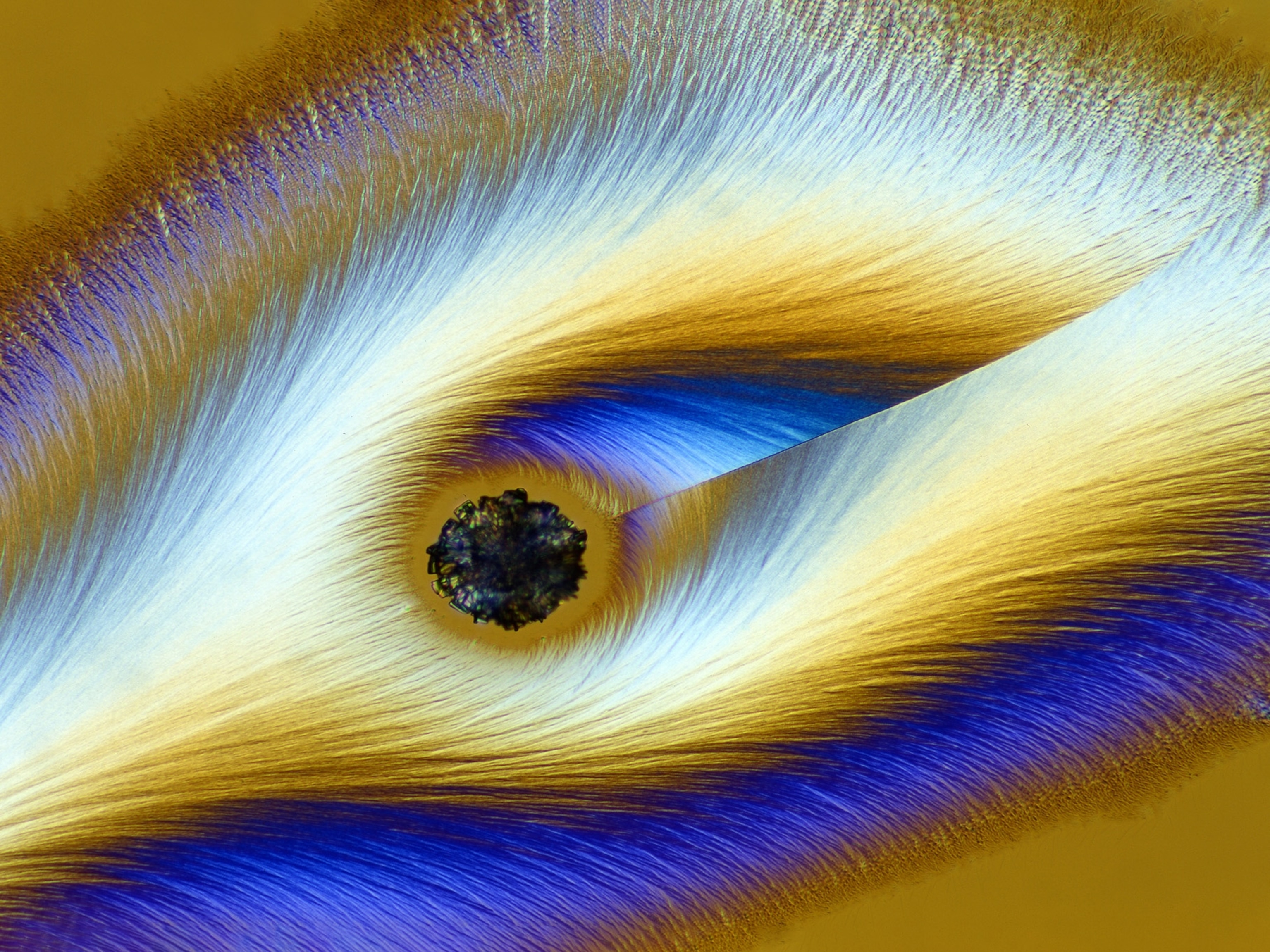 See the year's best pictures of the hidden microscopic world