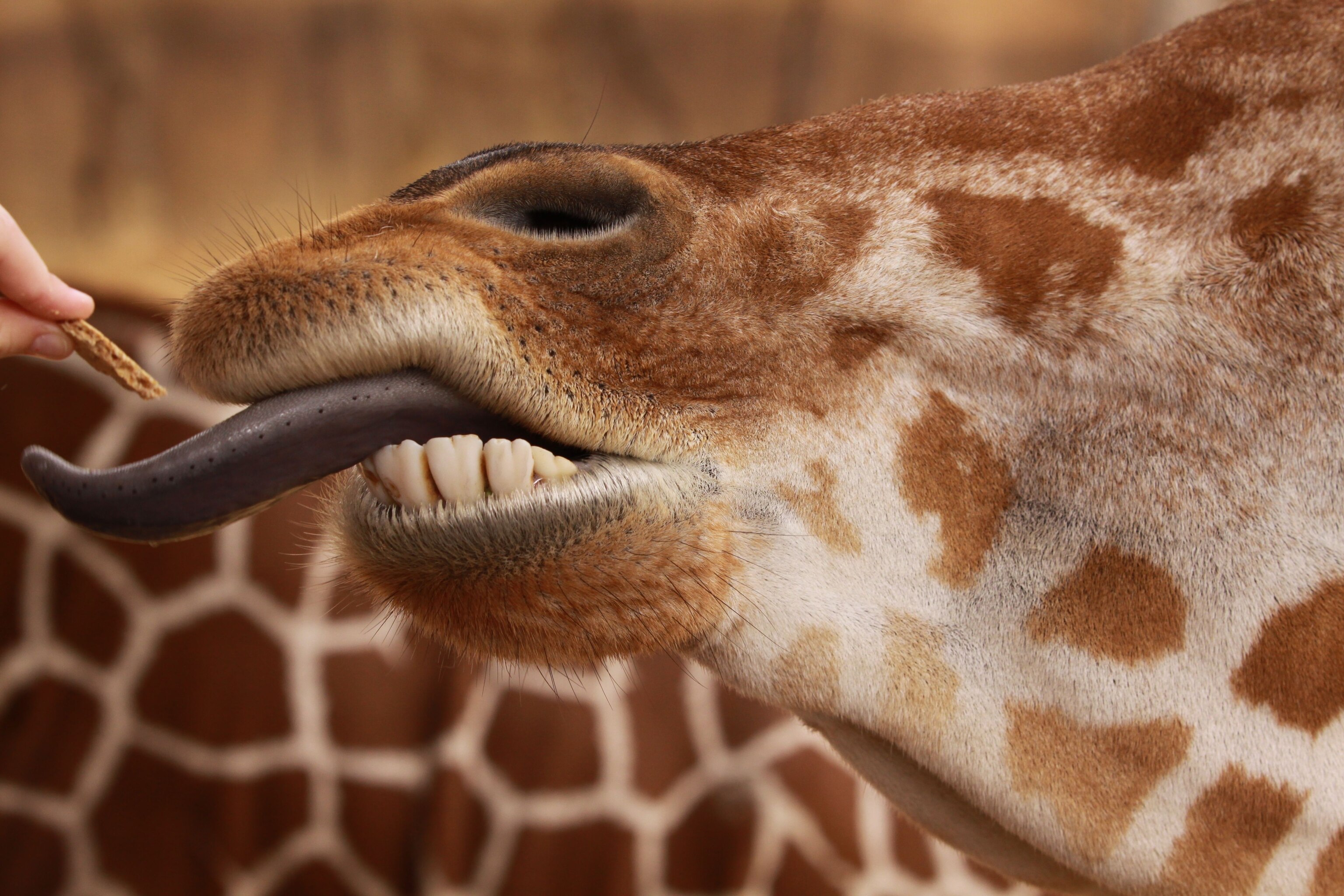 Inside the Fight to Stop Giraffes’ ‘Silent Extinction’