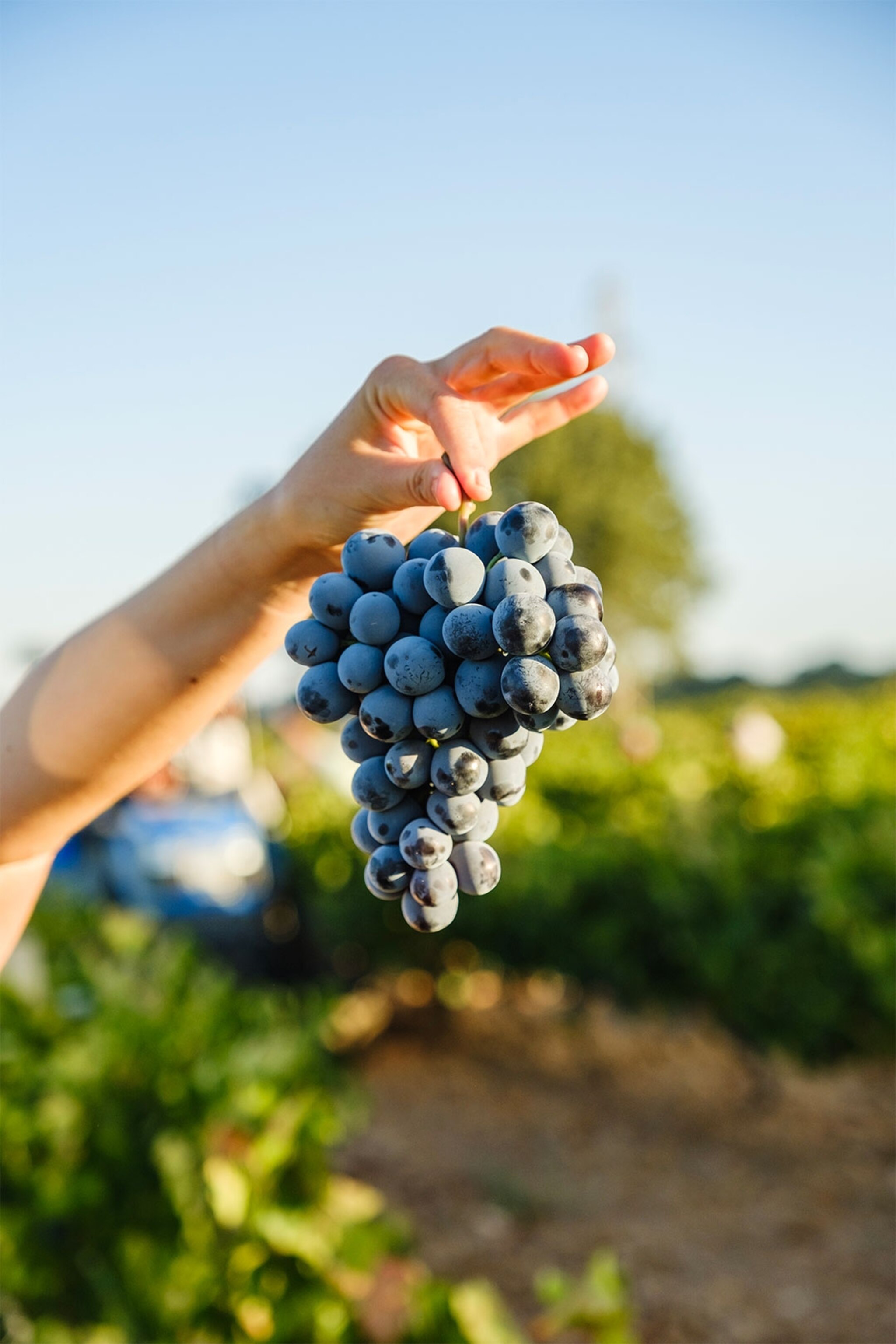 Why you should discover Çal, Turkey’s newest wine trail