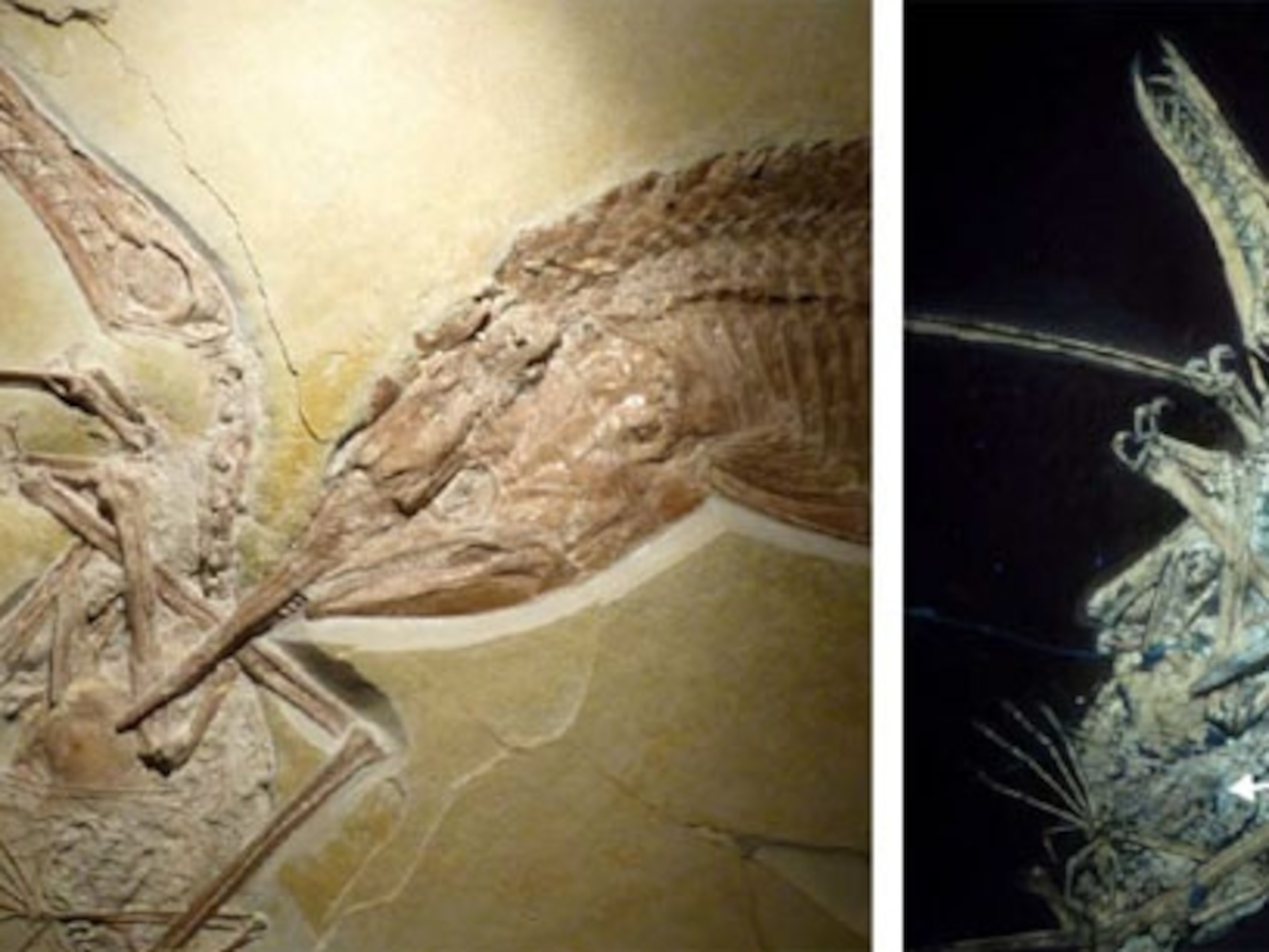 Rhamphorhynchus Fossil