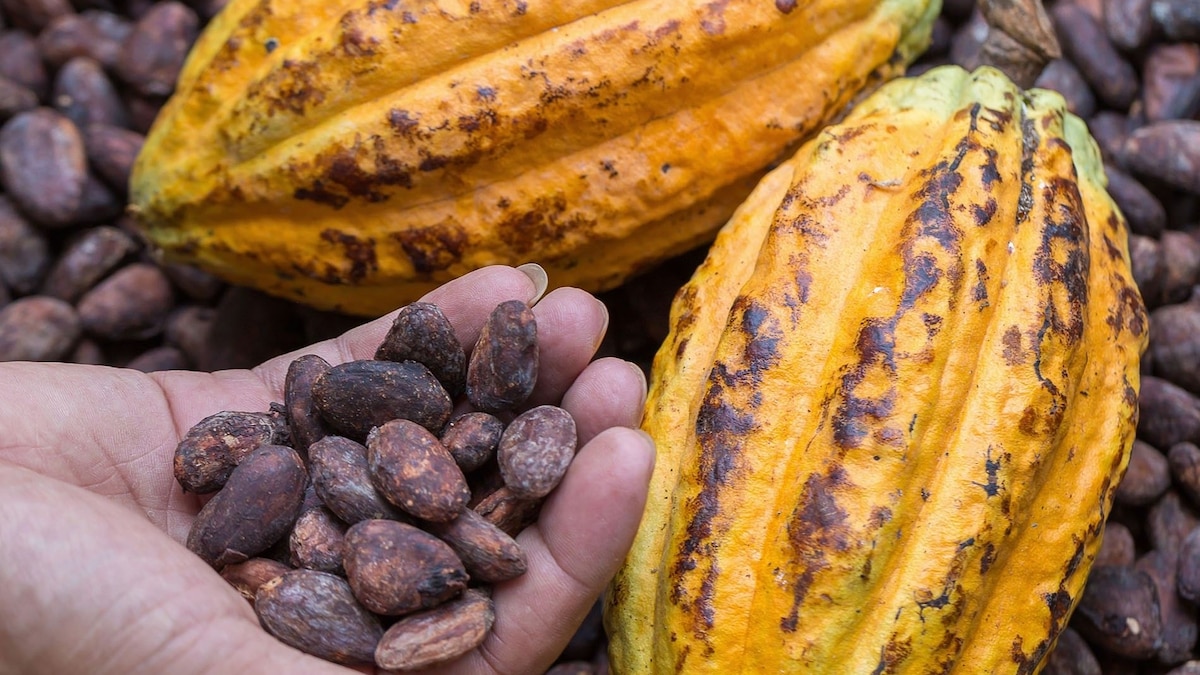 Ecuador: discovering the chocolate champions | National Geographic