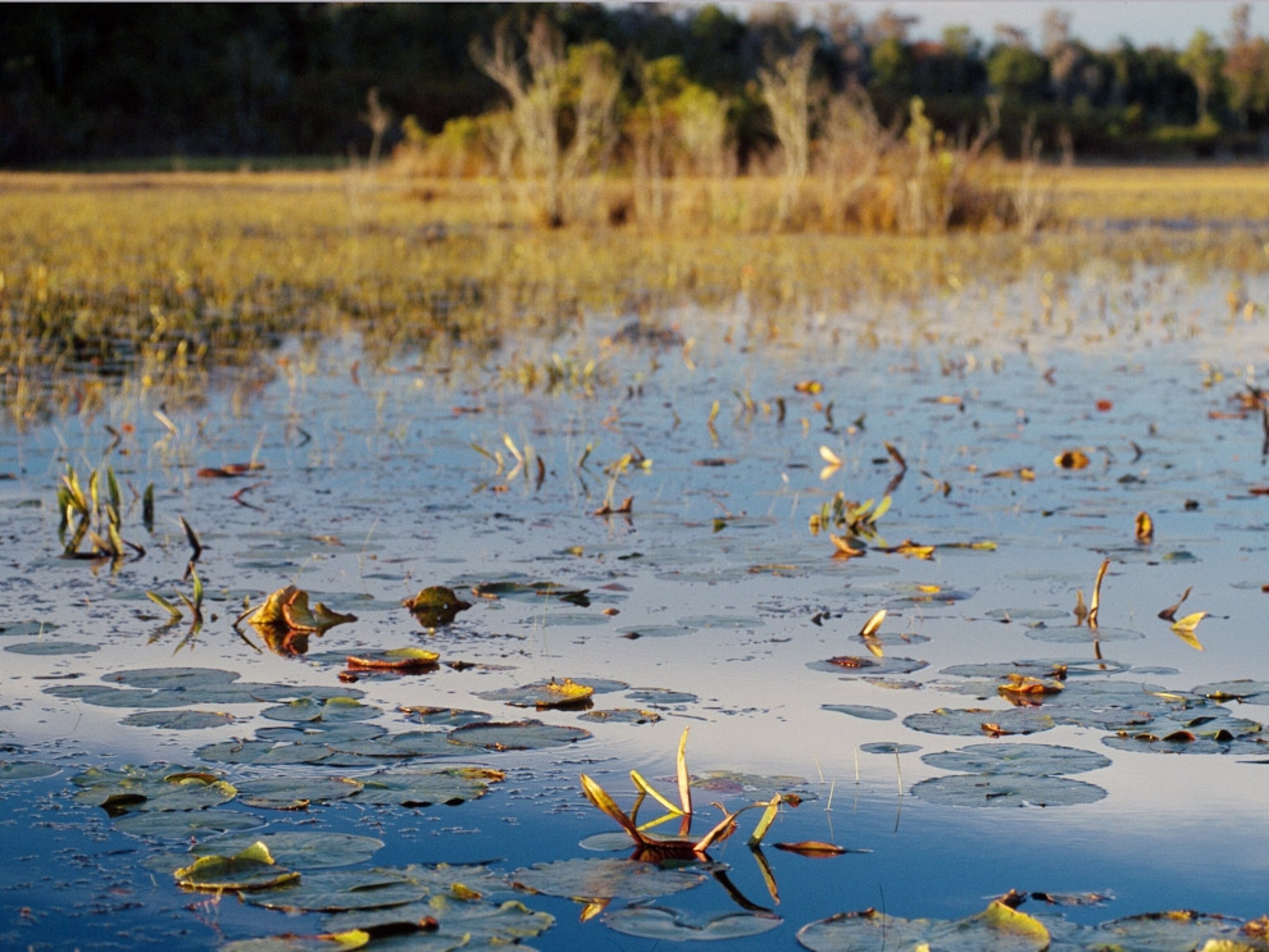 Habitats -- Freshwater Pictures, Wallpapers, Downloads -- National ...