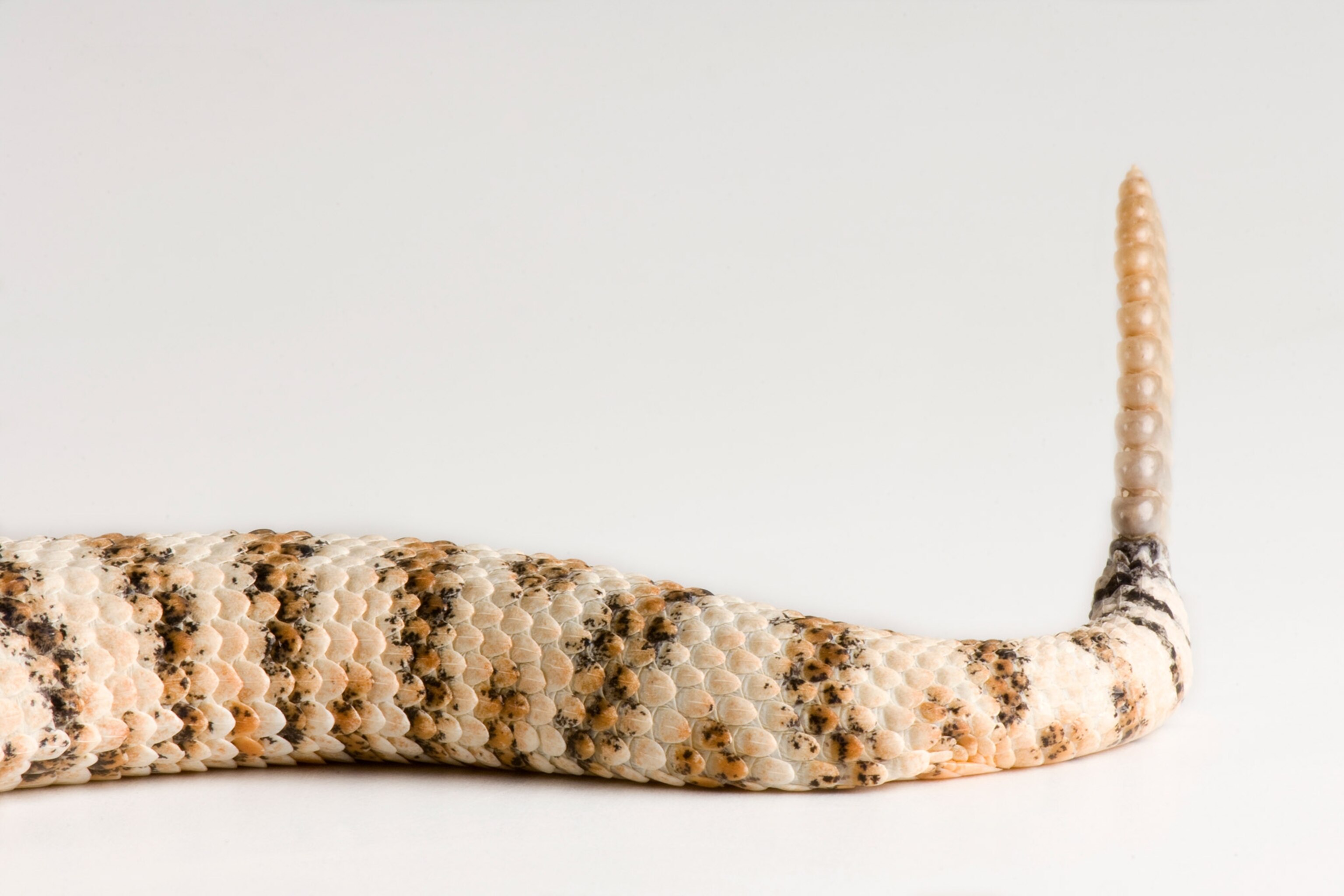 New snake species discovered in another snake’s belly