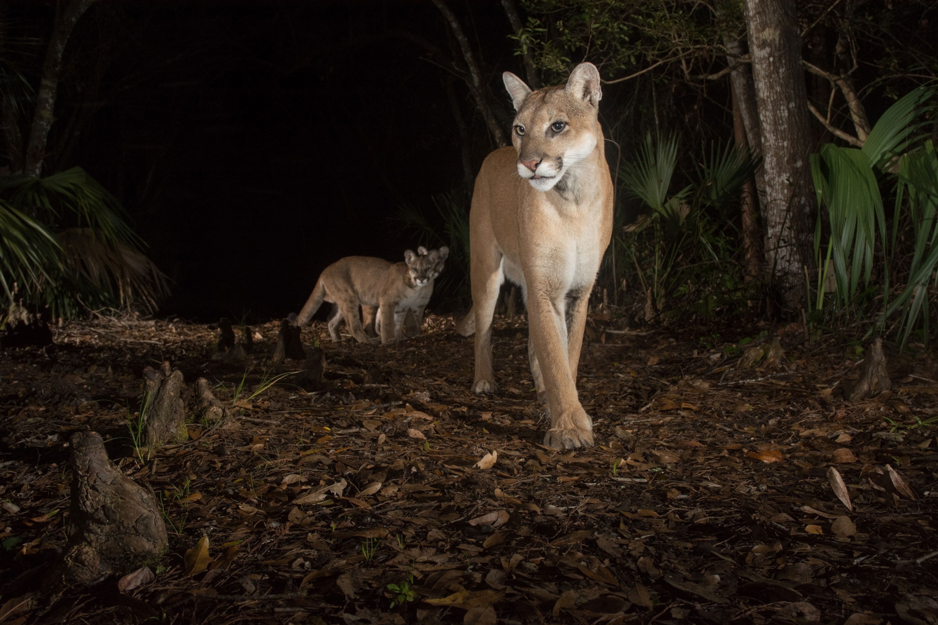 The history of the Florida panther, a symbol of reverence and revulsion