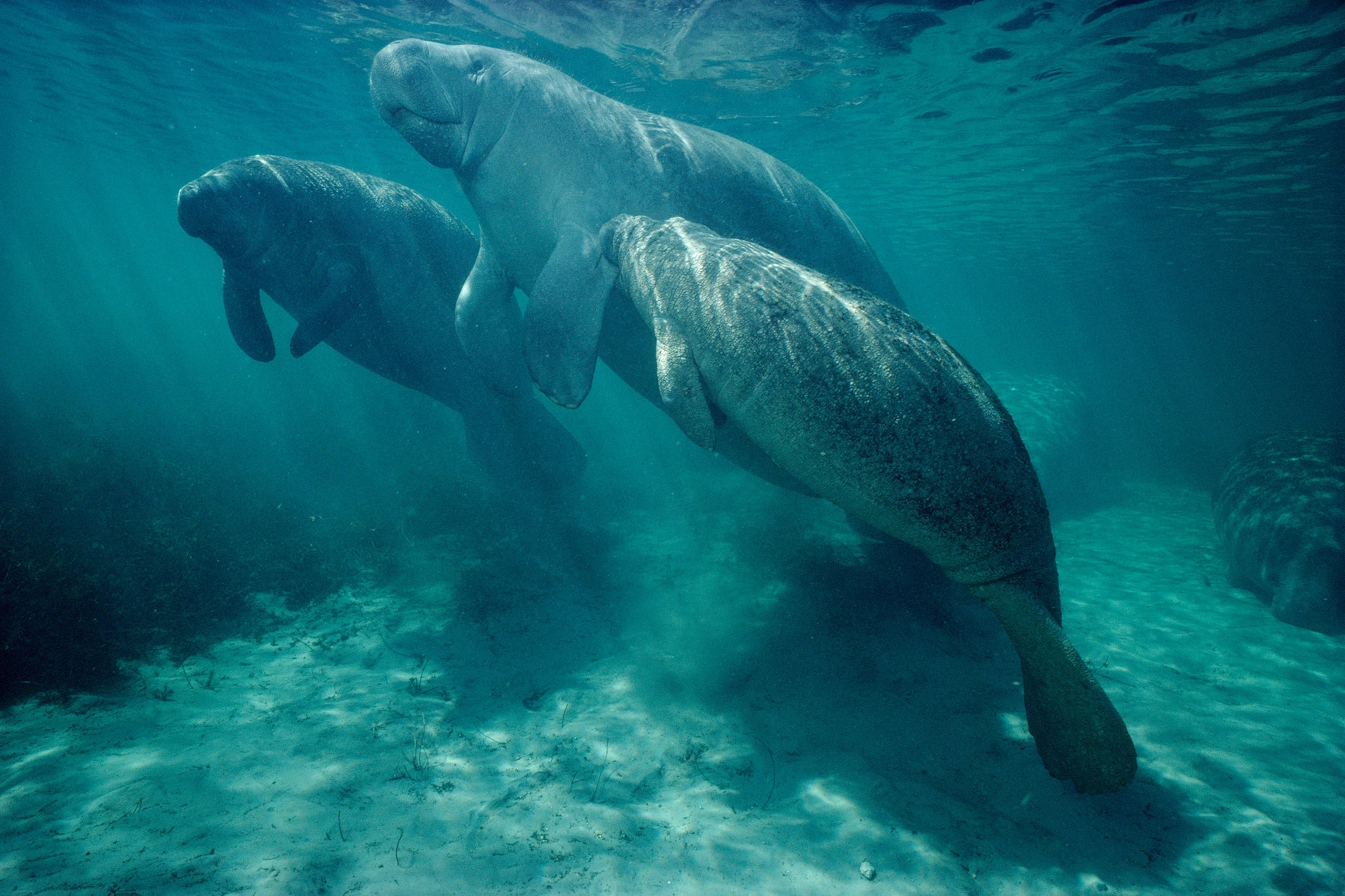 30 Unforgettably Sweet Moments Between Animal Moms and Babies