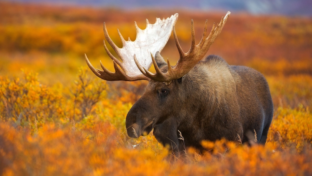 Top 10 things to do in Anchorage, Alaska | National Geographic