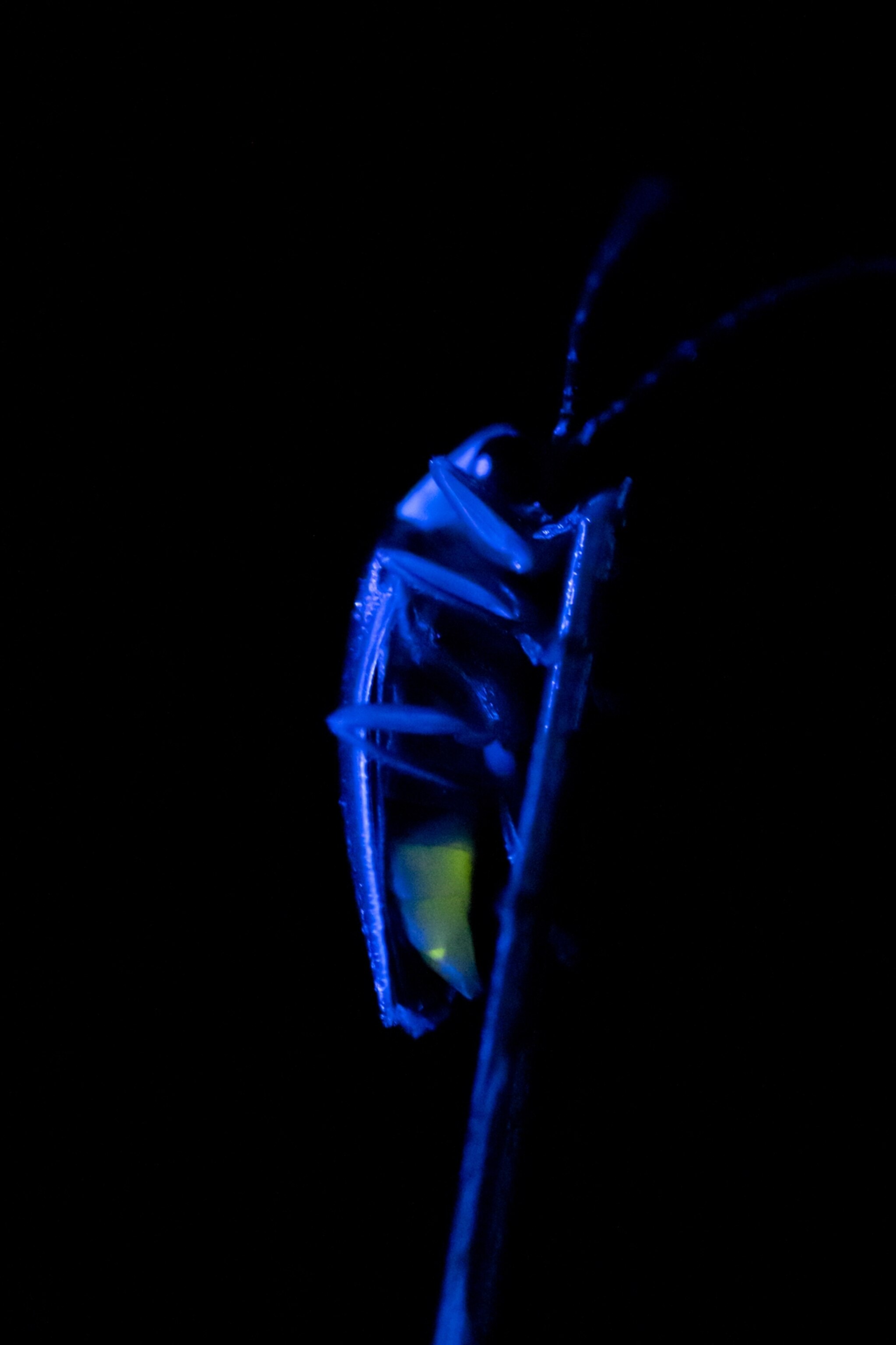A rare look at fireflies that blink in unison, in a forest without tourists