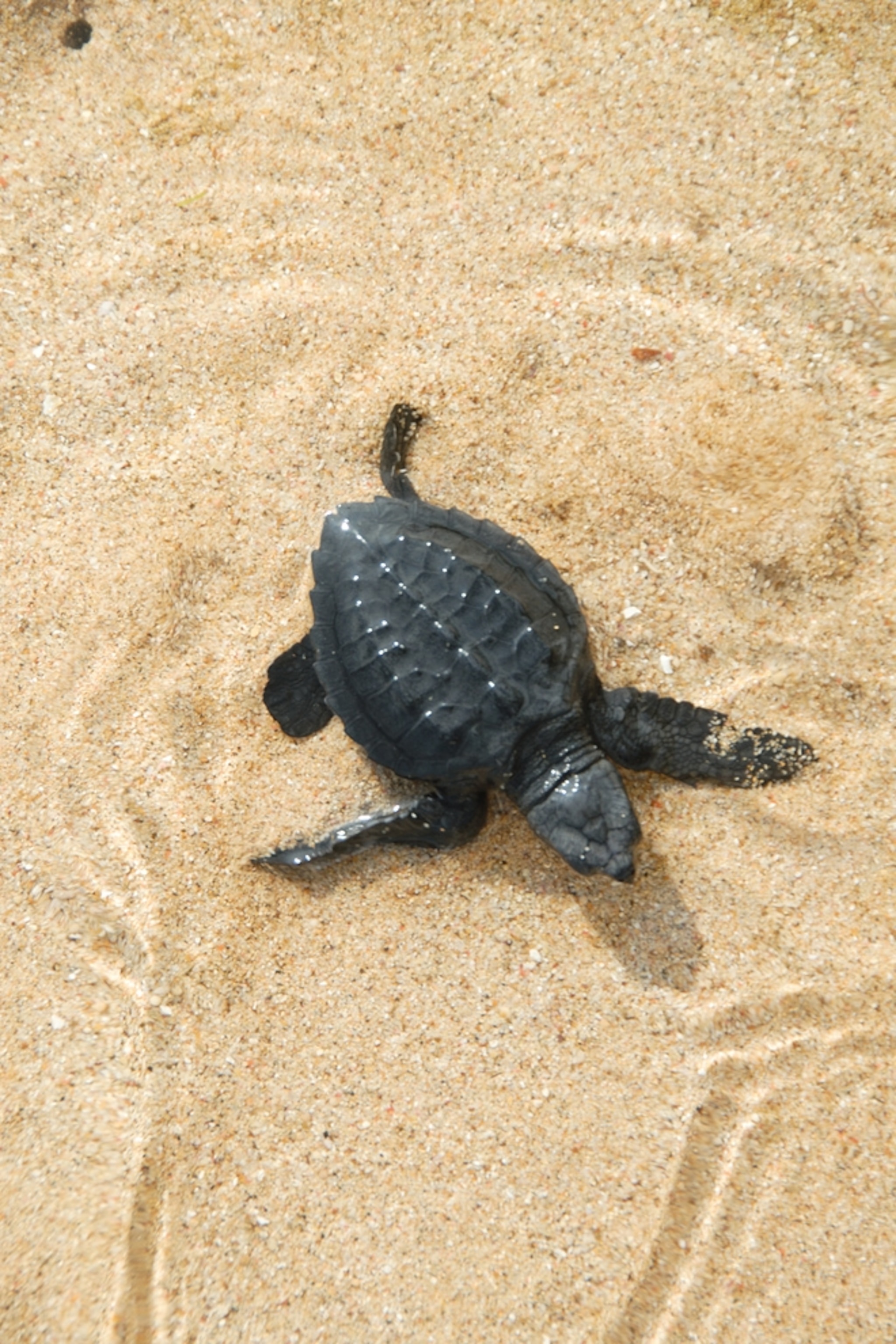 Pictures: Millions of Sea Turtles Killed Accidentally?