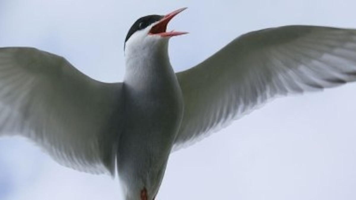 Chasing daylight – tiny trackers reveal the incredible flight plans of ...