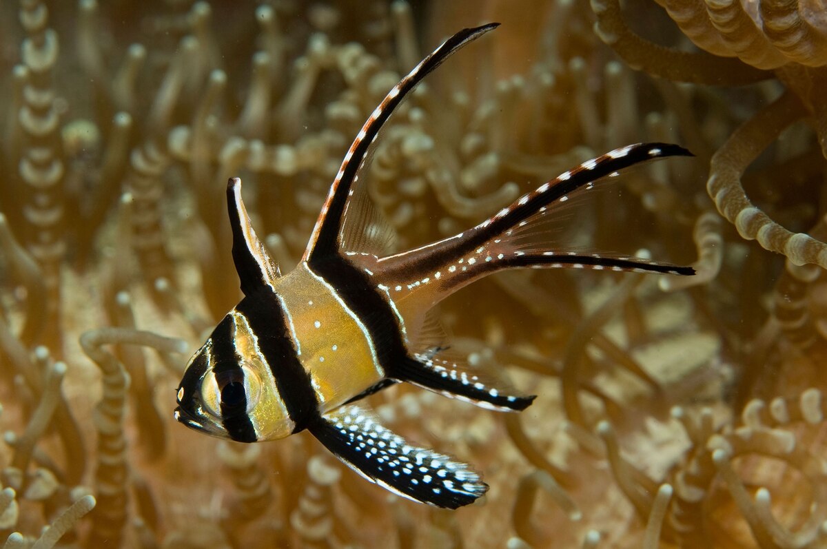 The Banggai Cardinalfish Might Vanish From the Wild