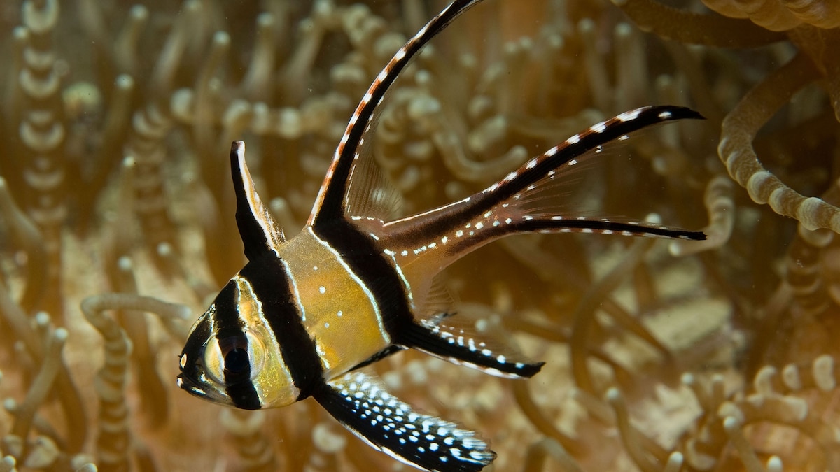 The Banggai Cardinalfish Might Vanish From the Wild | National Geographic