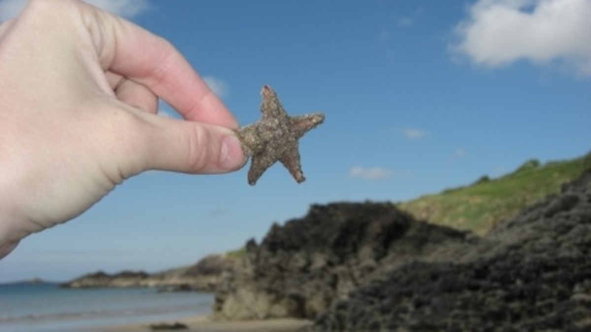 Is Unbeaching Starfish Sustainable? | National Geographic
