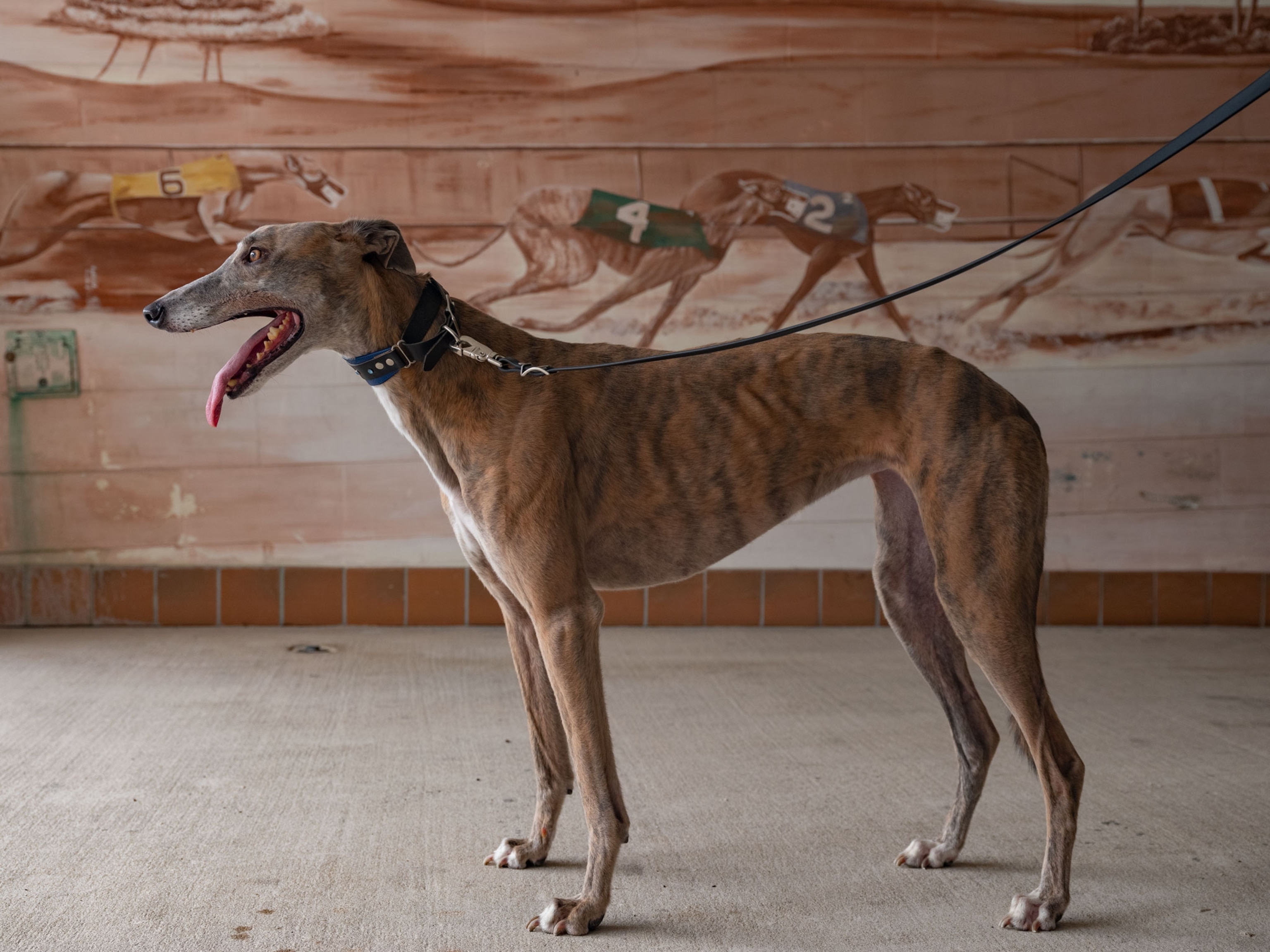 The end of greyhound racing?
