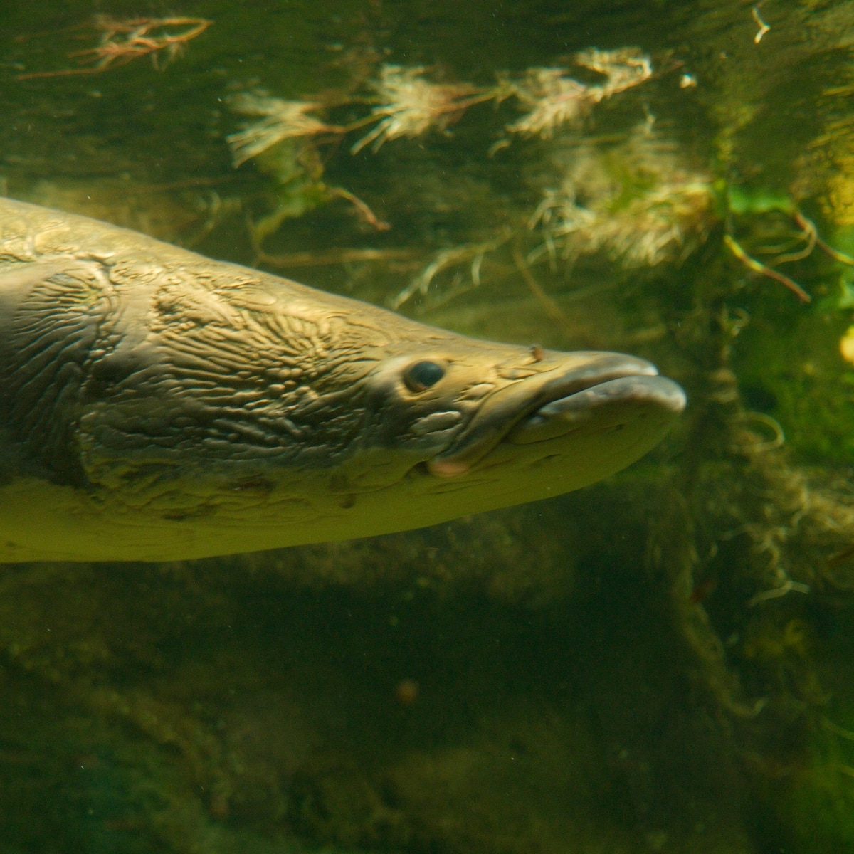 Arapaima, facts and photos