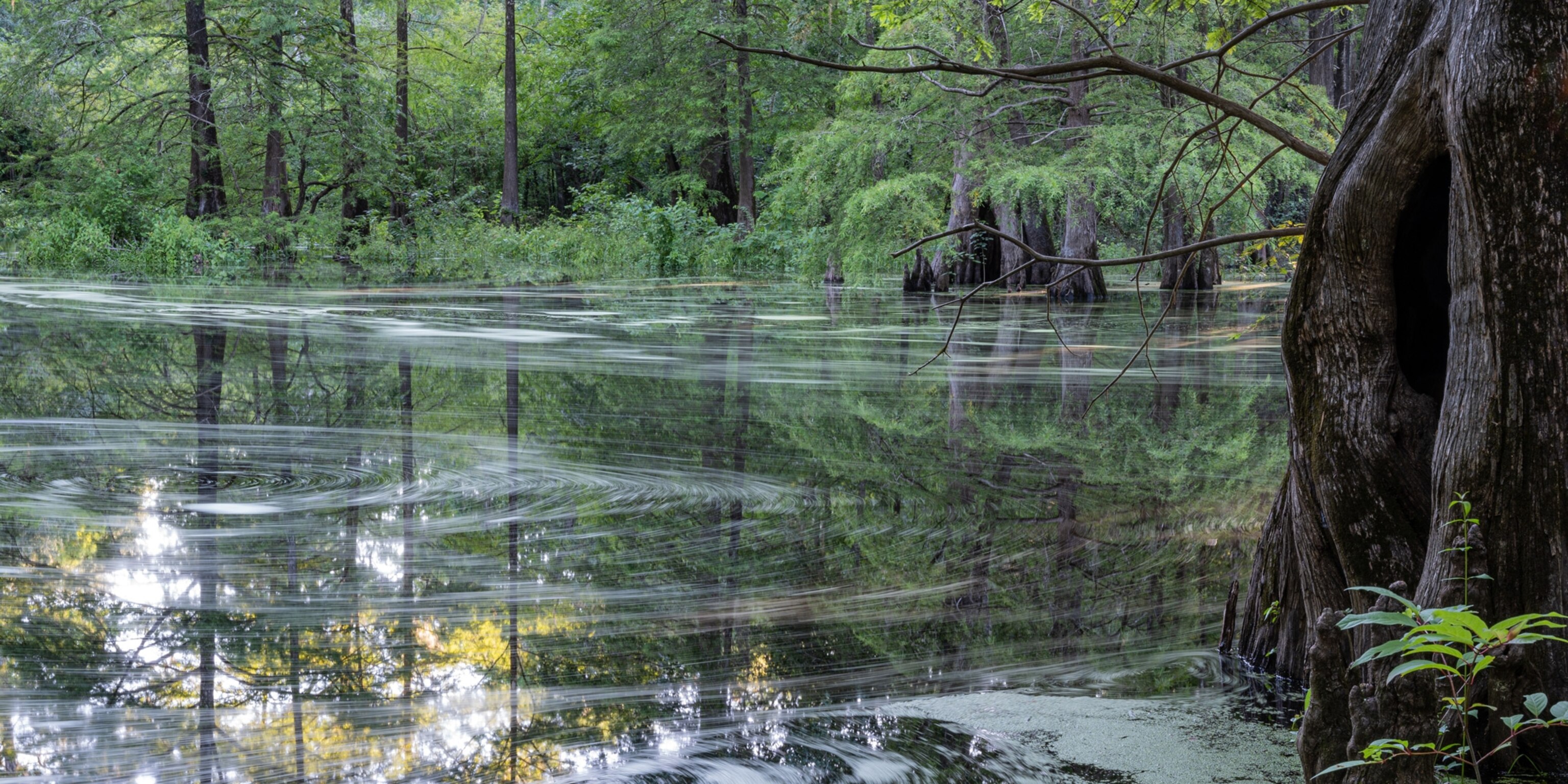 Pollution and overuse threaten Florida's fragile freshwater springs