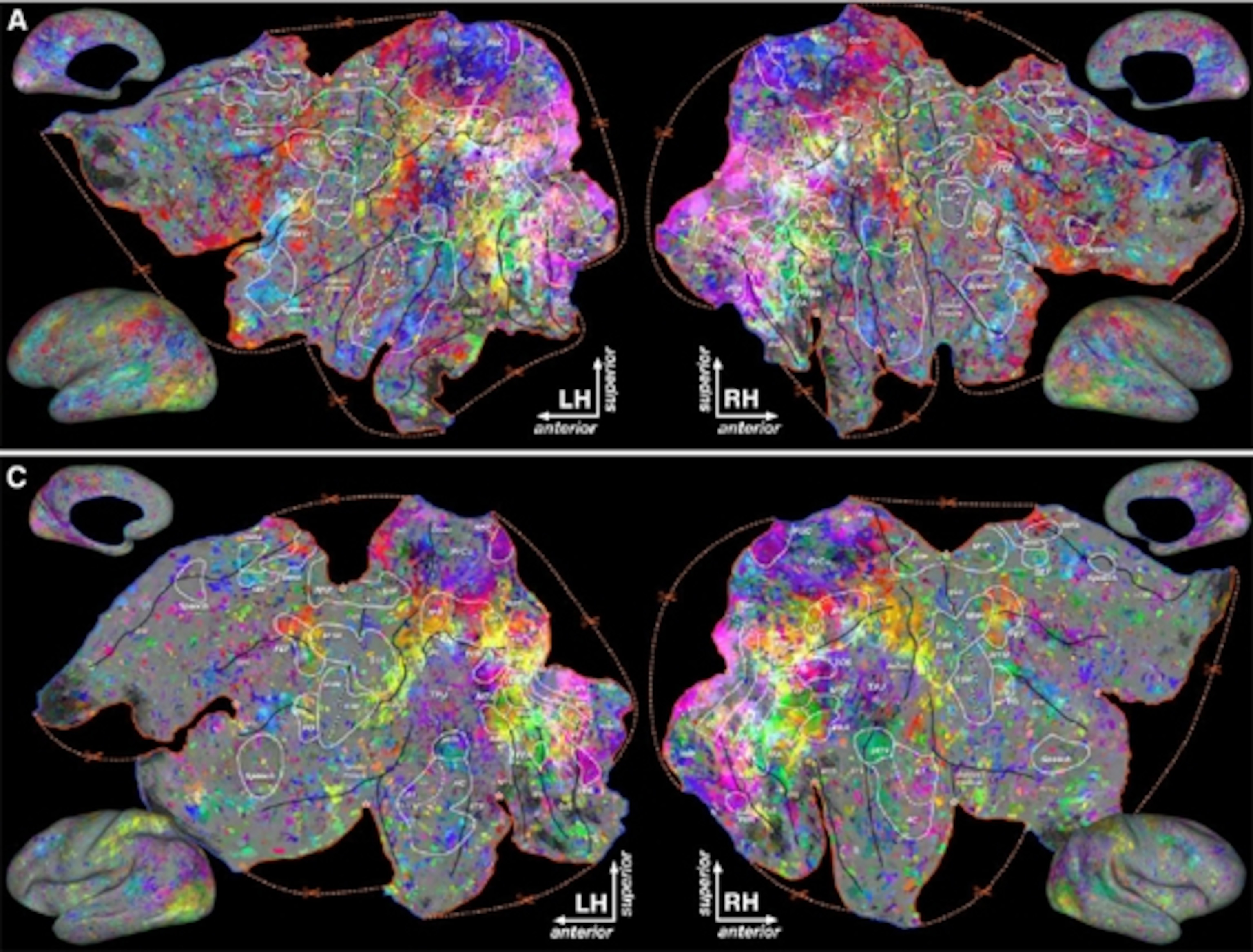 The Where of What: How Brains Represent Thousands of Objects | National ...