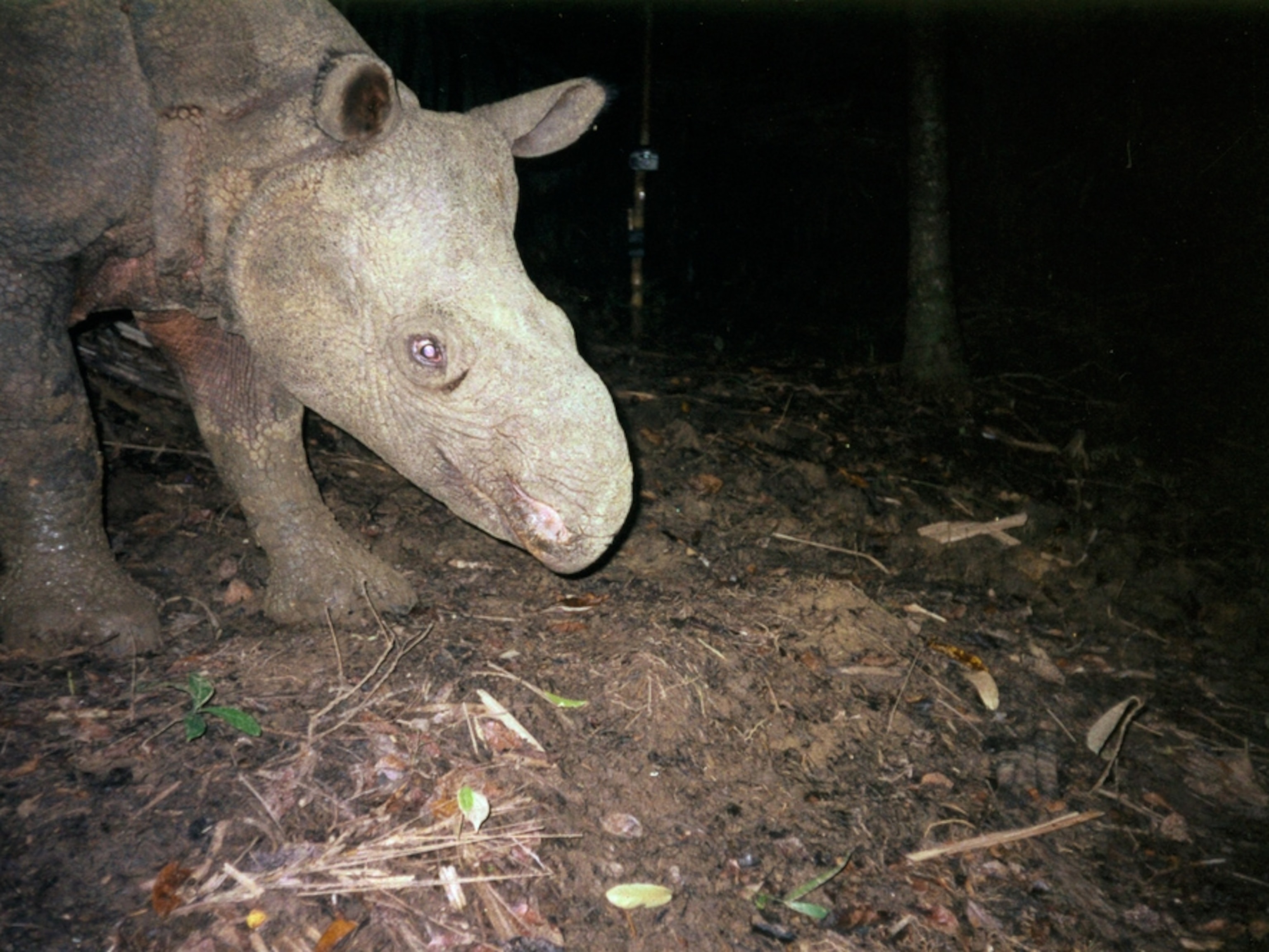 Baby Javan Rhinoceros