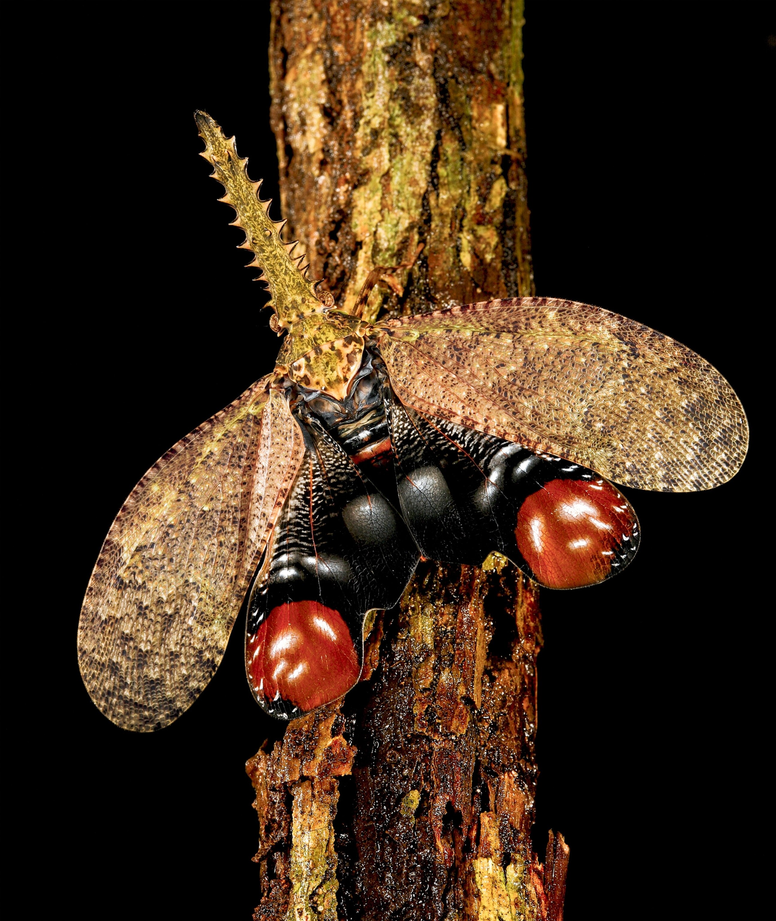 Pictures: Surveying Rain Forest Arthropods | National Geographic