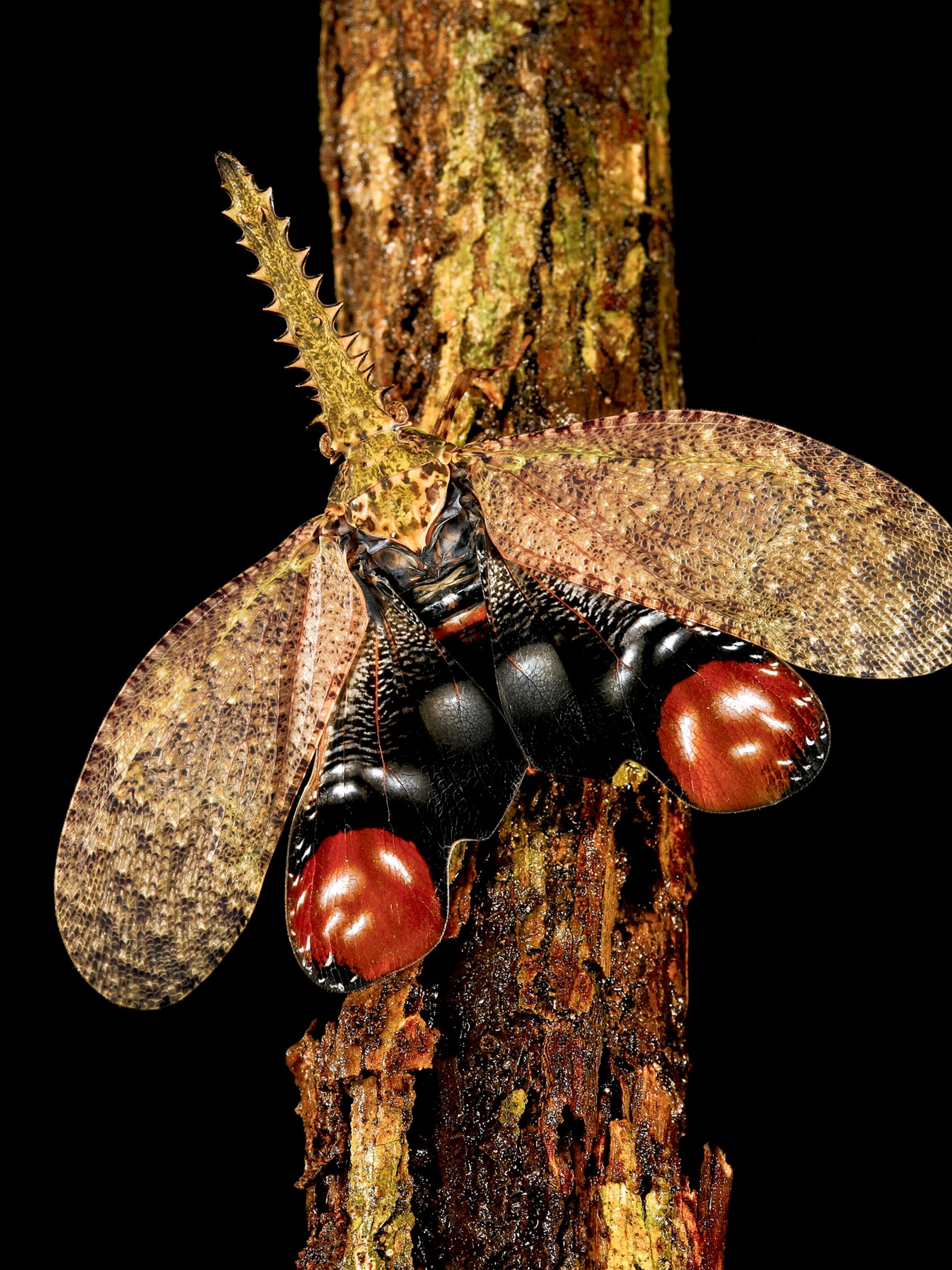 Pictures: Surveying Rain Forest Arthropods