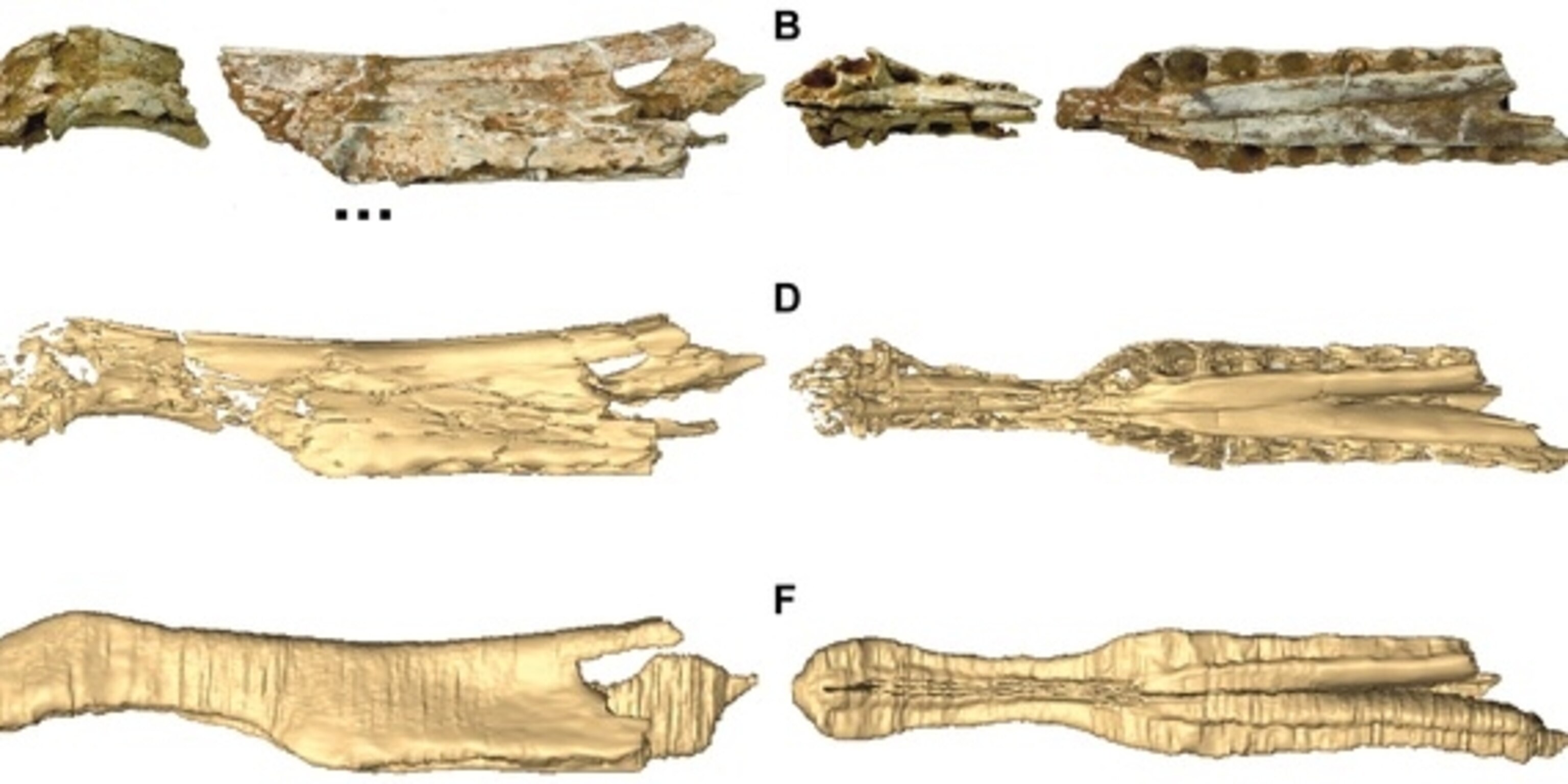 Spinosaurs Were Lousy Croc Mimics