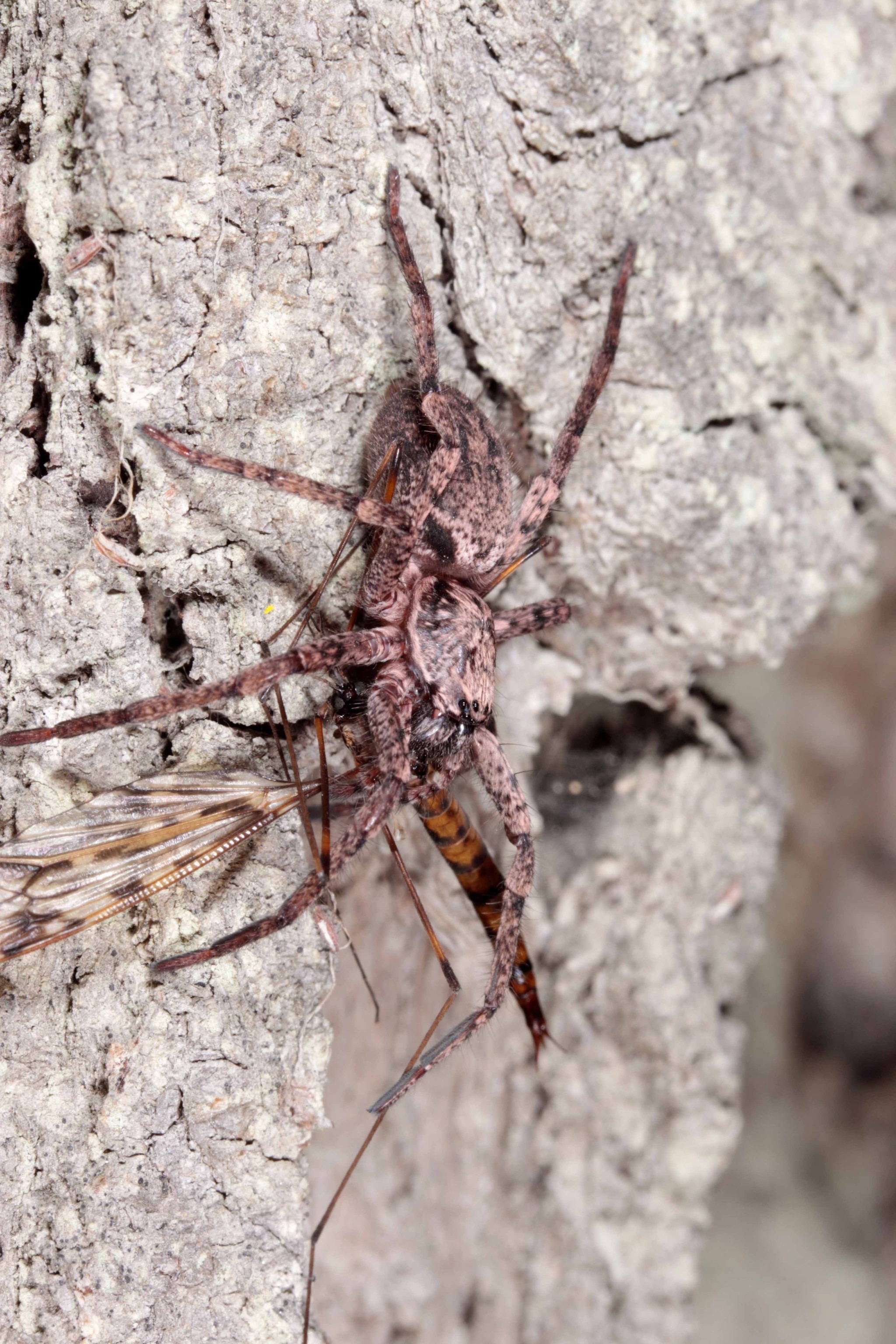 Castaway Ghost Spiders Flew to Robinson Crusoe Island