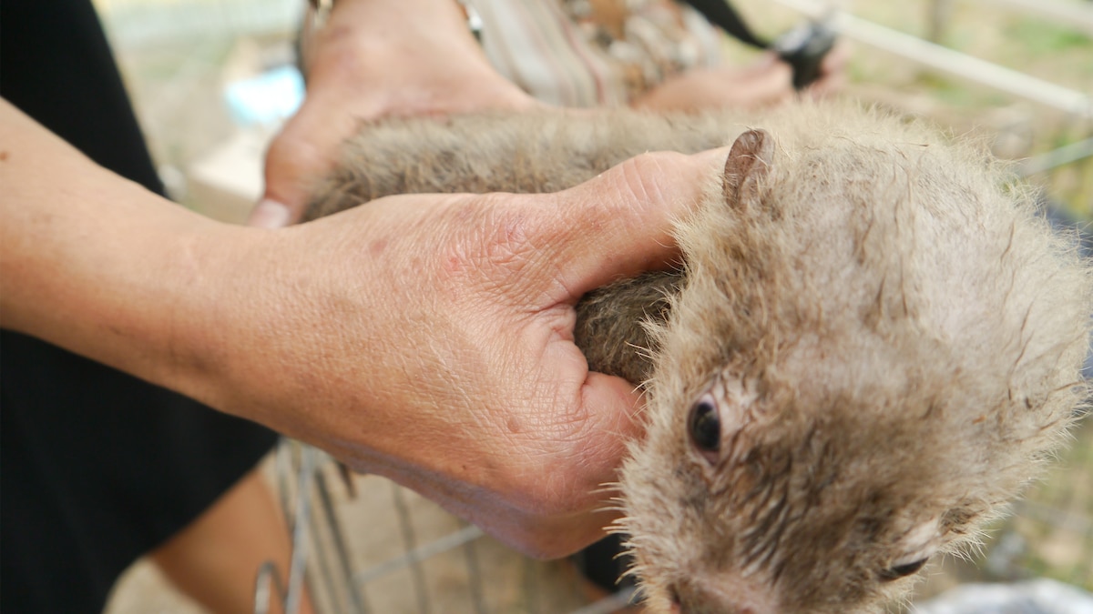 6 Bizarre Animal Smuggling Busts | National Geographic