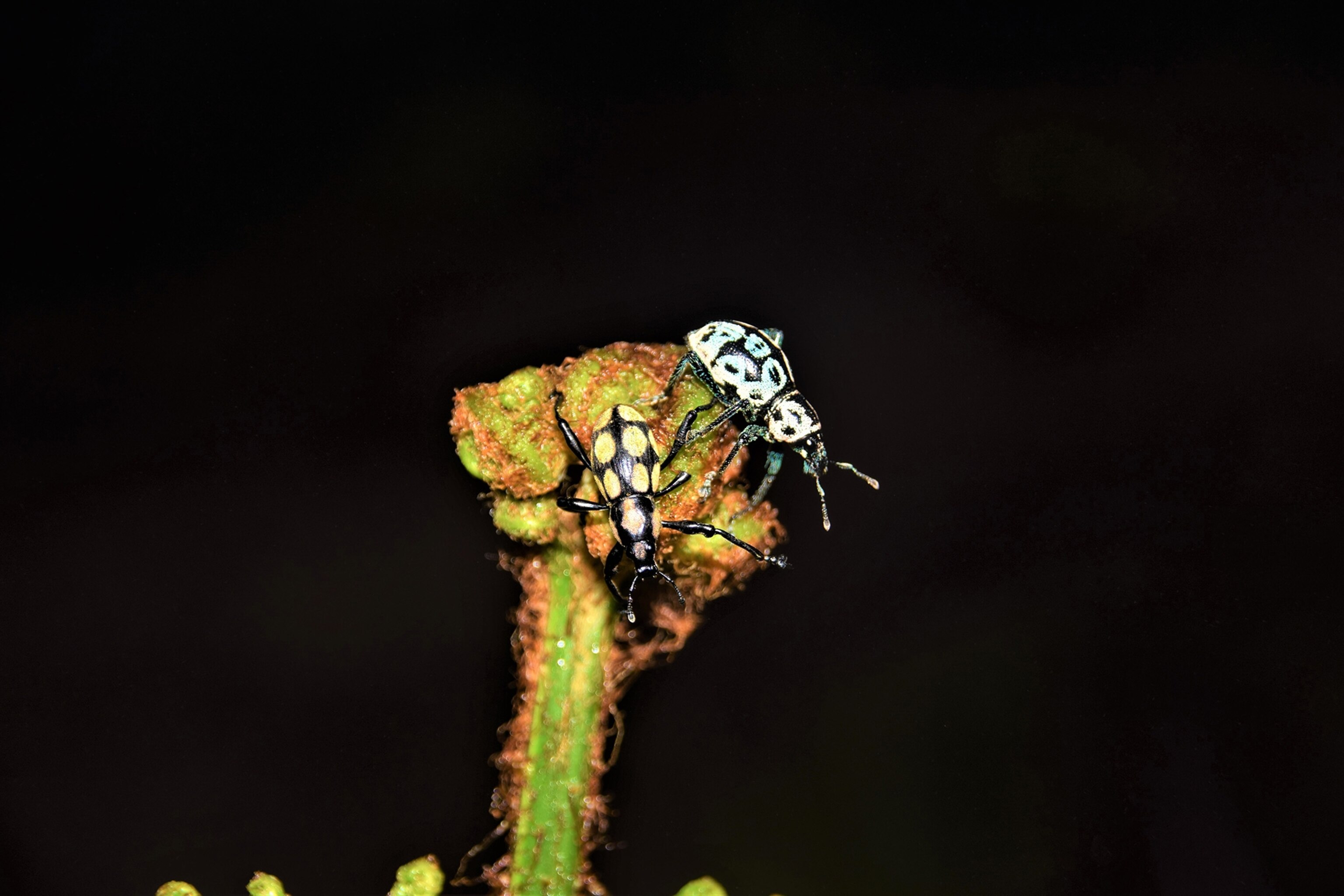 Dazzling new mimic beetle species found in the Philippines