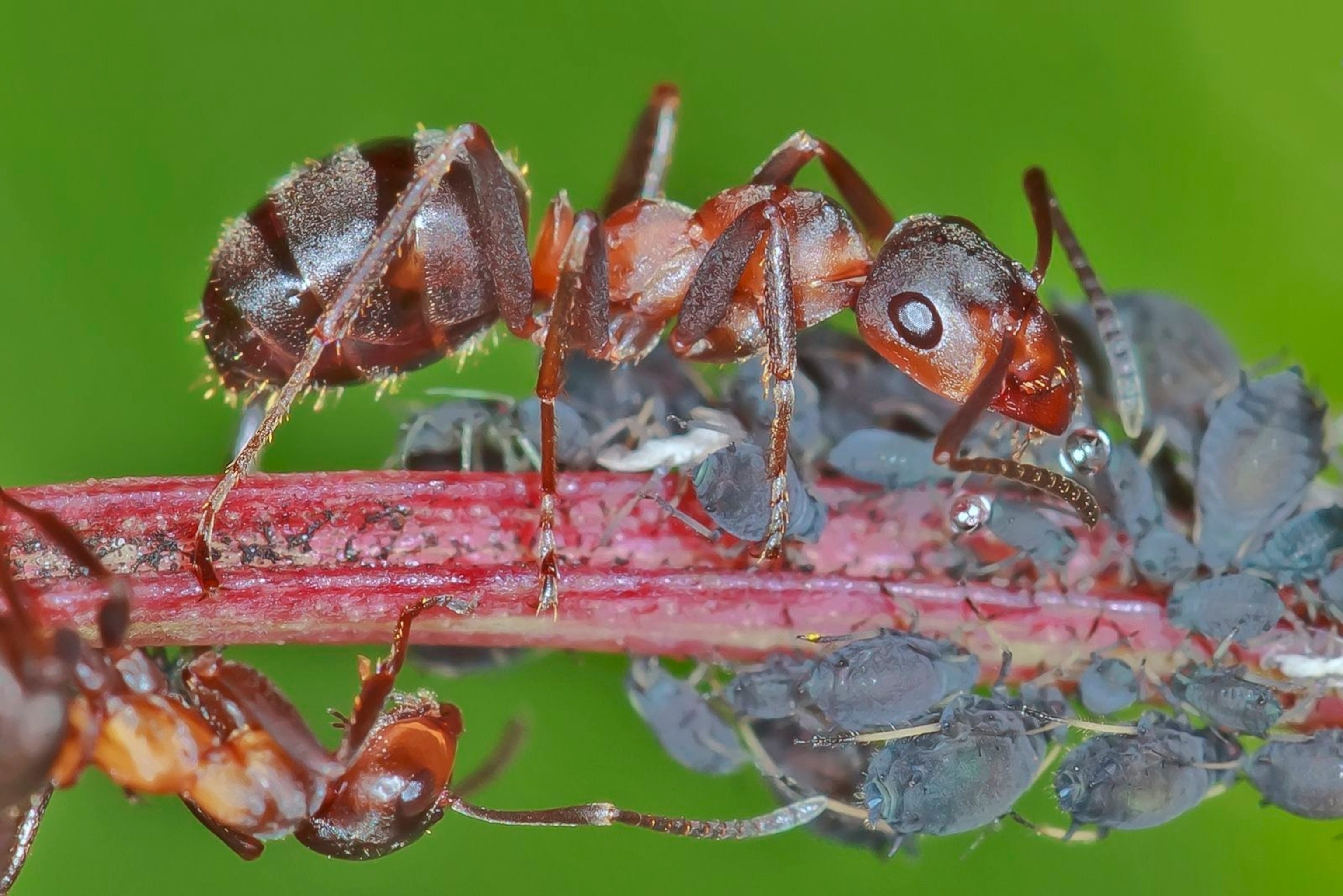 Watch: Ants Use Giant Jaws to Catapult Out of Death Trap