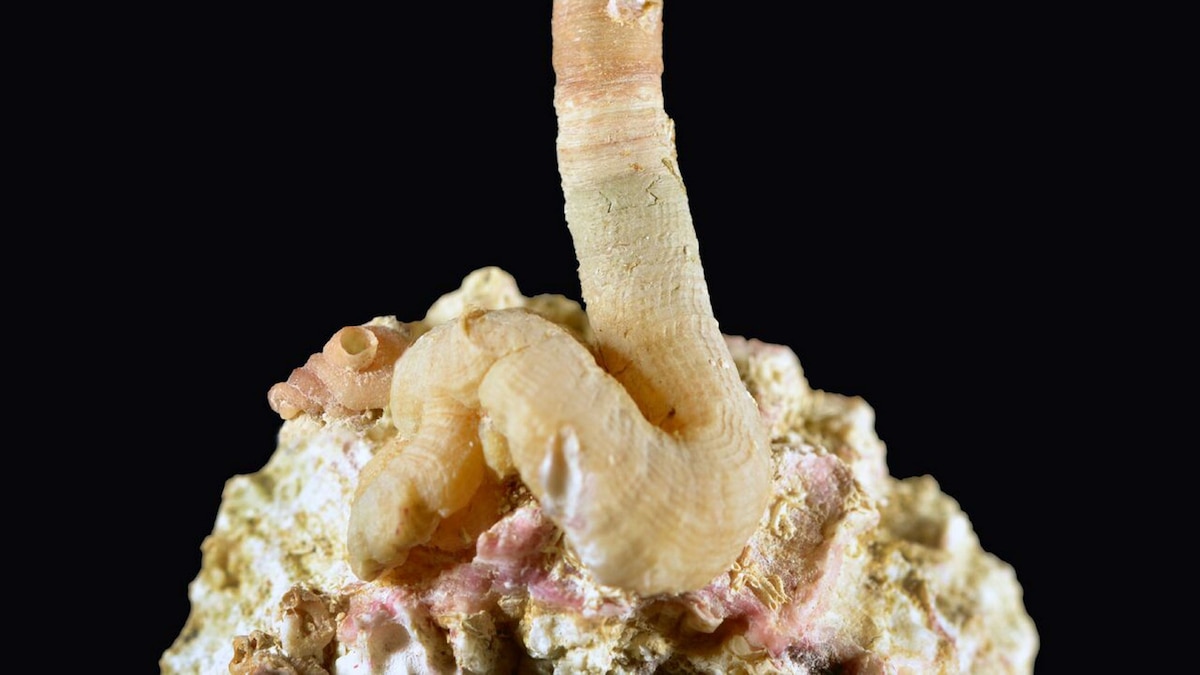 New Slime-Shooting Snail Found On Shipwreck | National Geographic