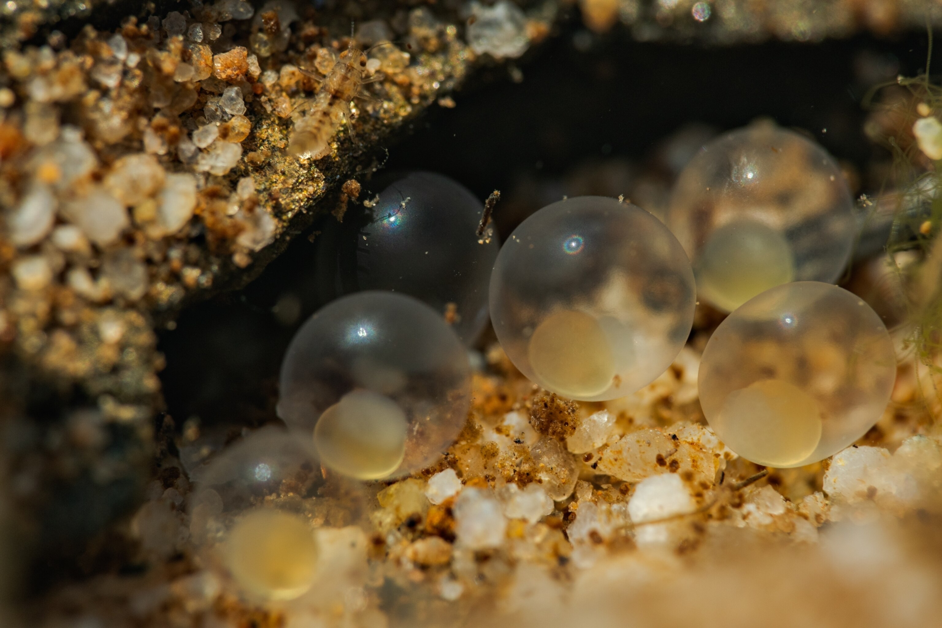 The unprecedented effort to save one of Africa's most threatened fish