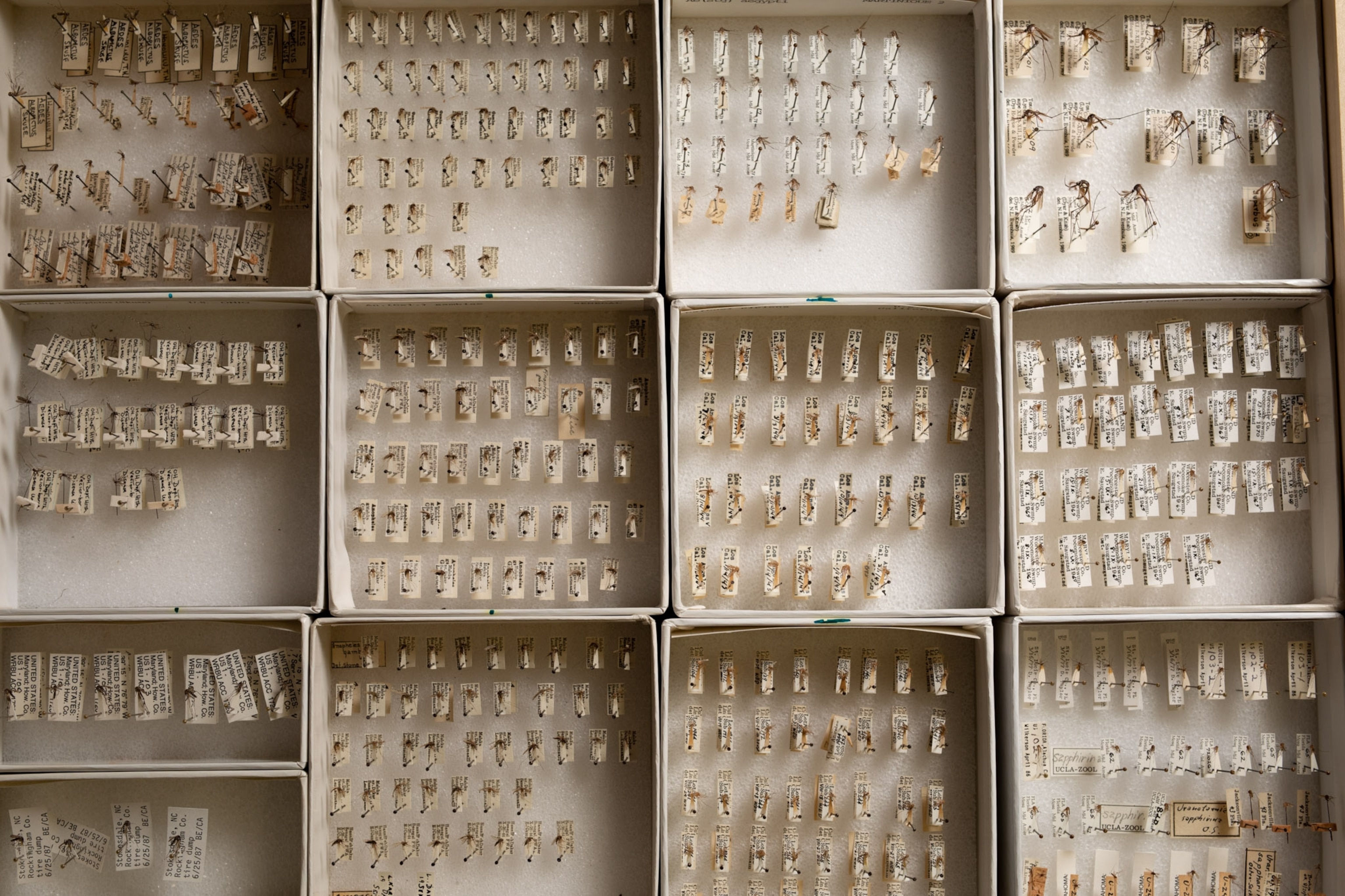 A rare look inside the Smithsonian’s secret storerooms
