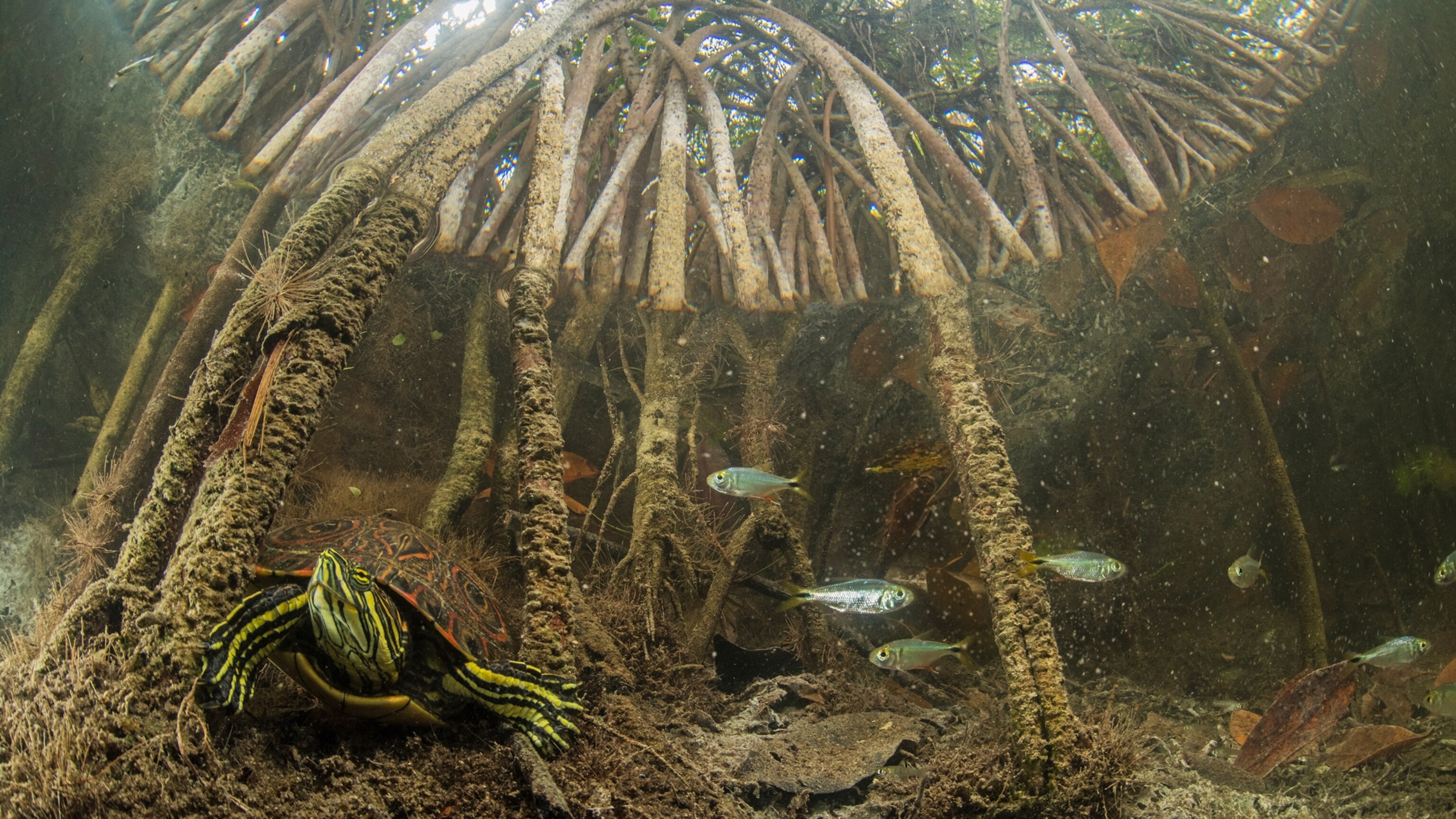 Mangroves Underwater Fish