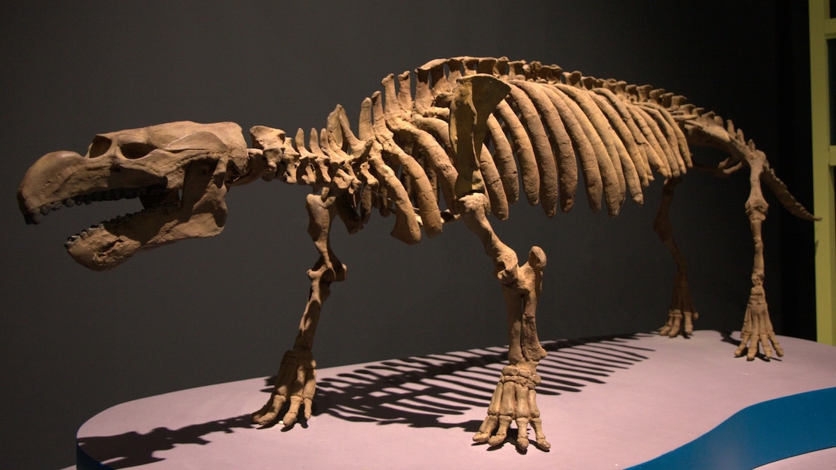 Walking With Sea Cows | National Geographic