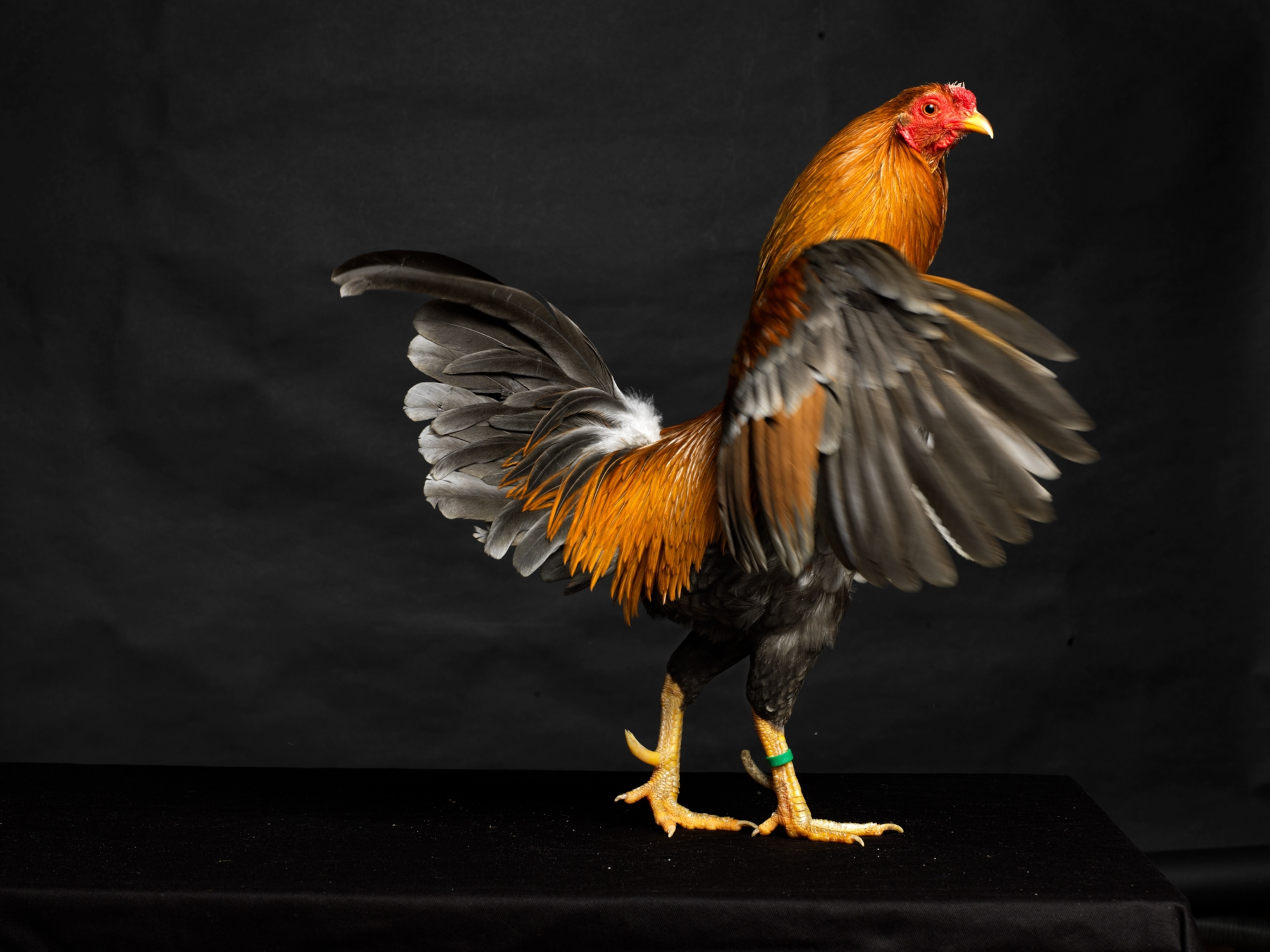 See these chickens go from coop to catwalk
