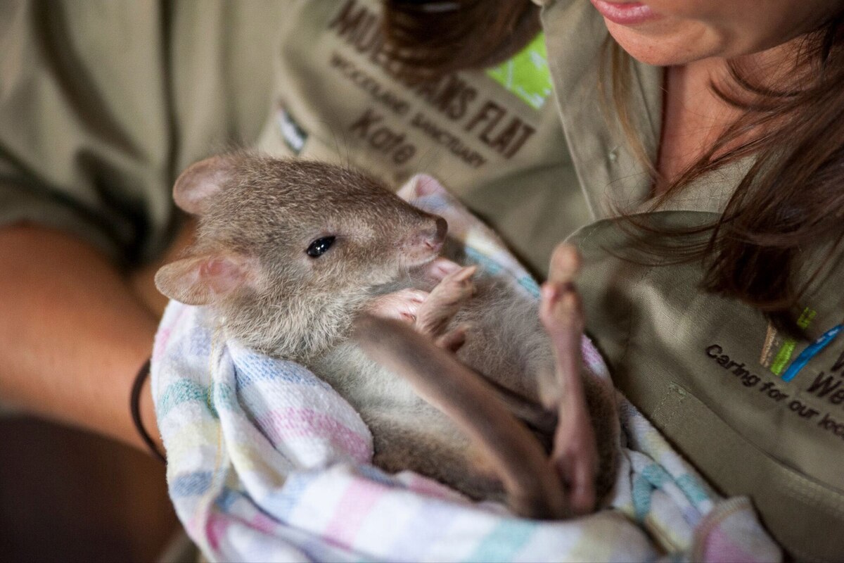Meet Brian the Rescued 'Mini-Kangaroo' From Australia