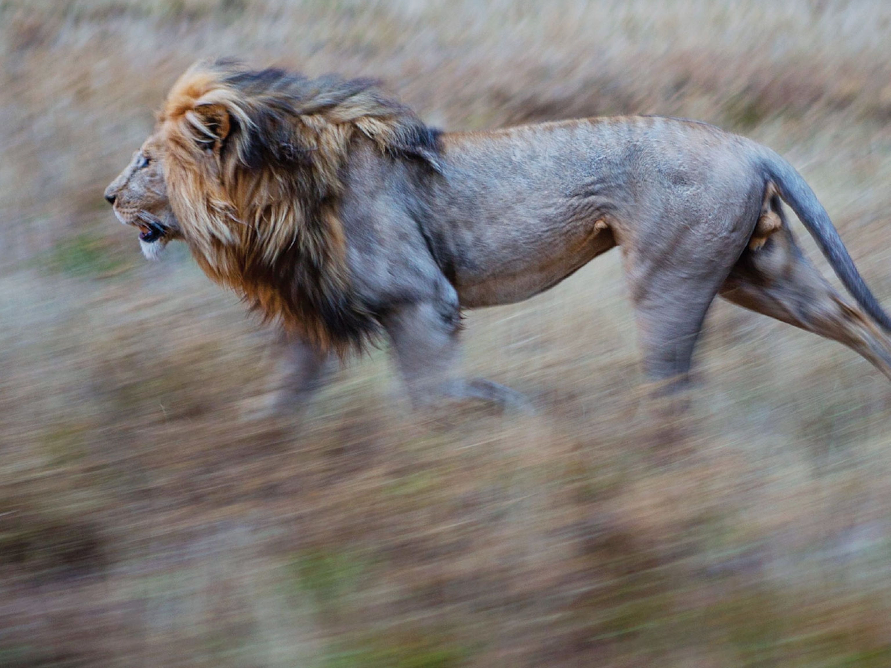 Lion Running Side View
