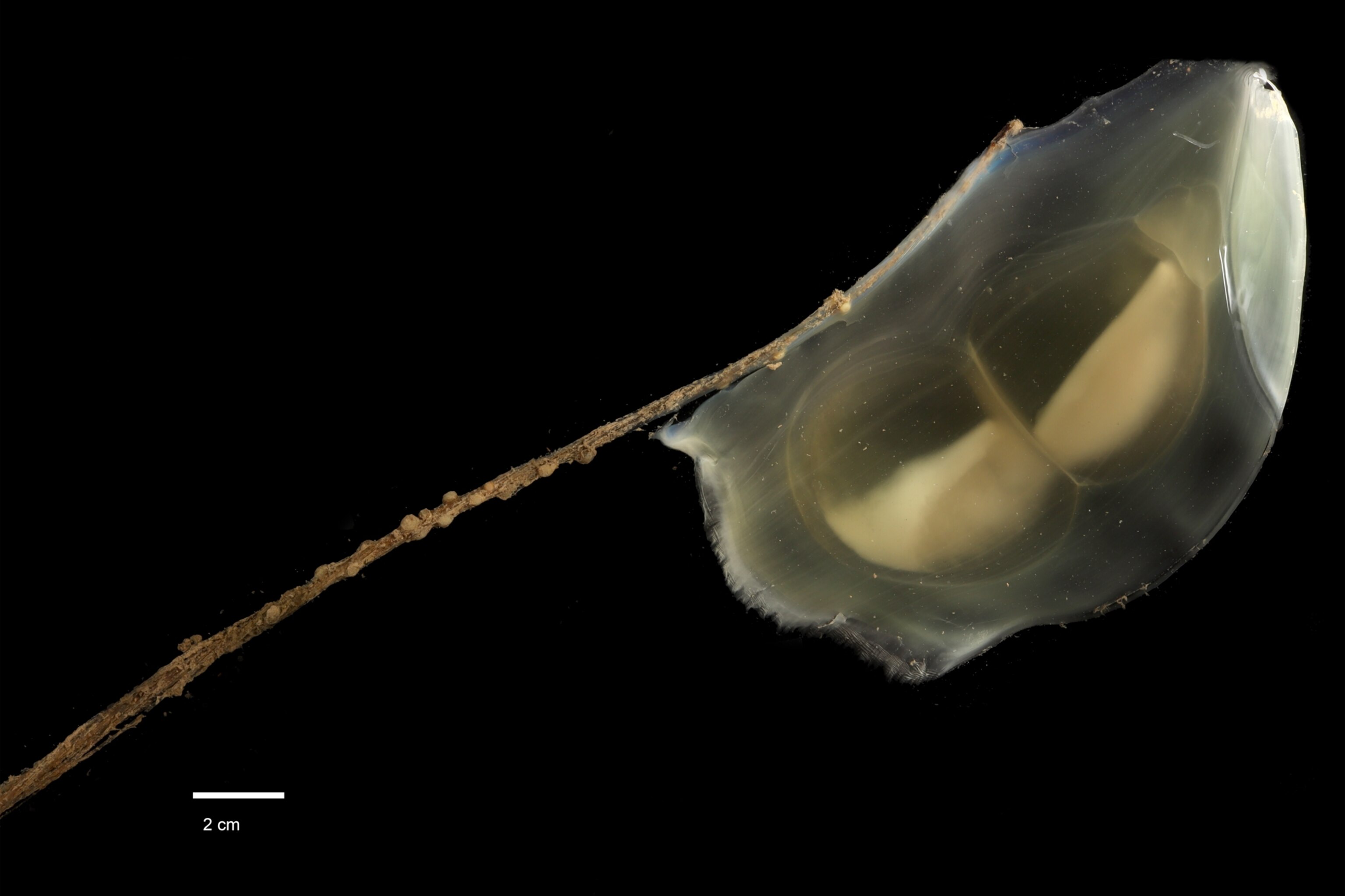 These deep-sea animals are new to science—and already at risk