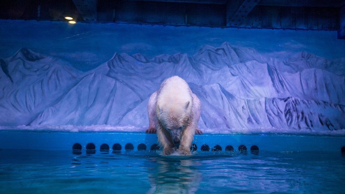 Chinese Youth Embrace New Attitudes Toward Pets and Wildlife | National ...