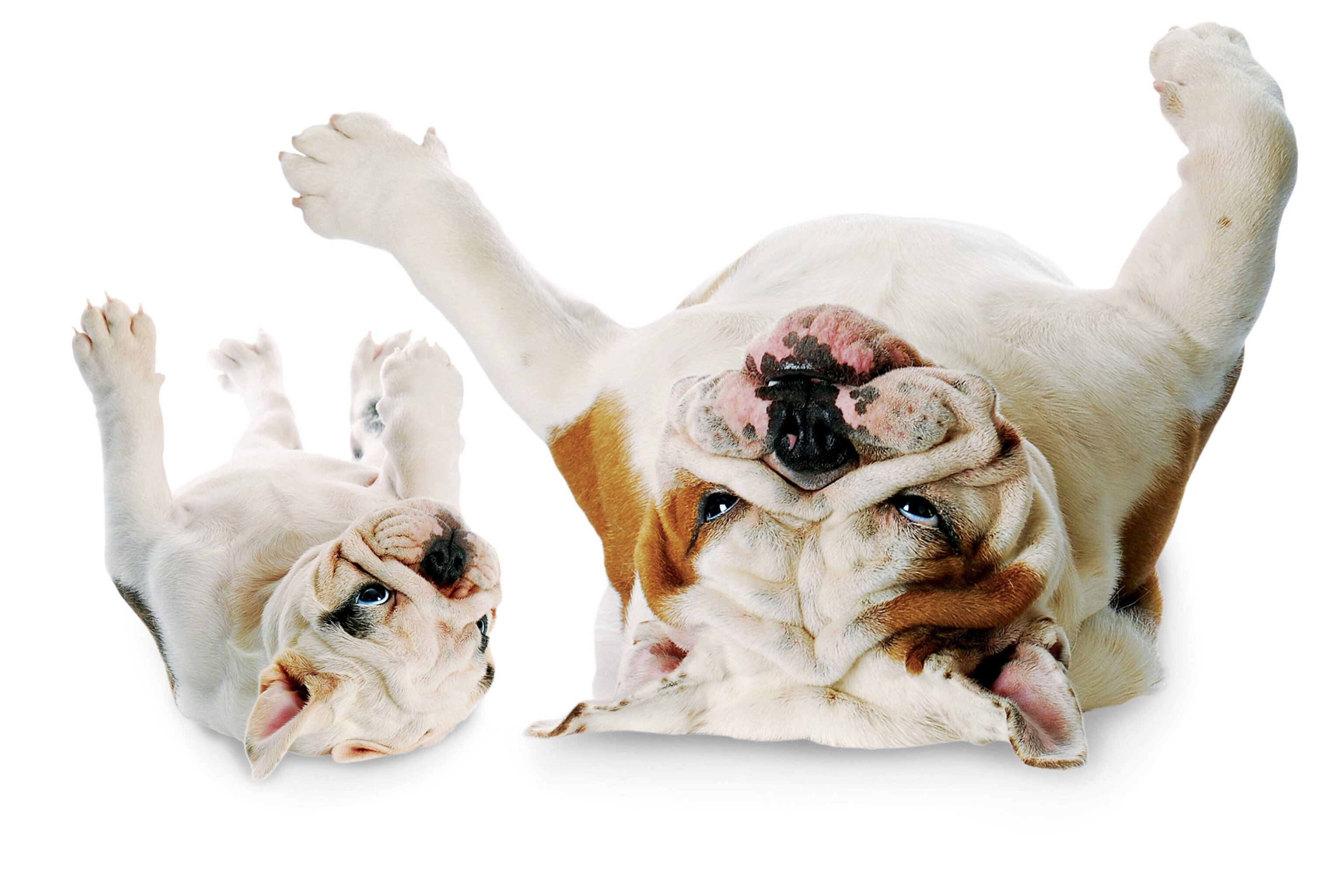 Animal Father Pictures - Animal Wallpapers - National Geographic