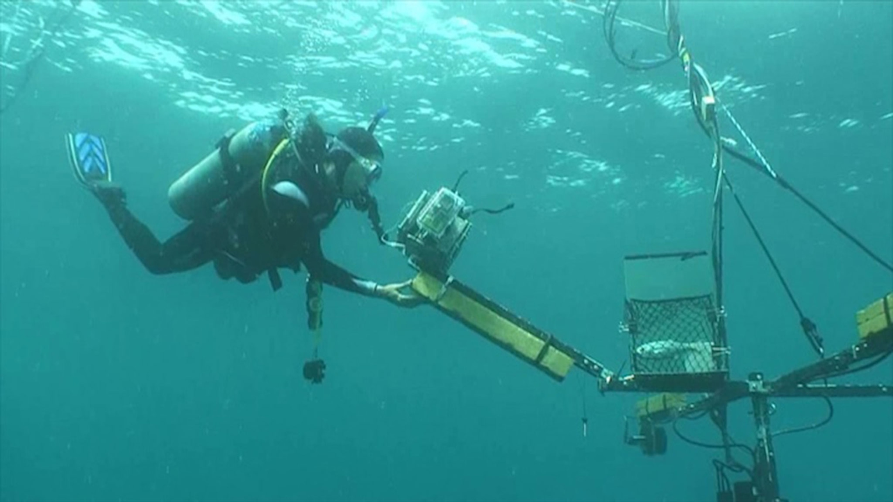 How Fish Make Themselves Invisible—Mystery Solved