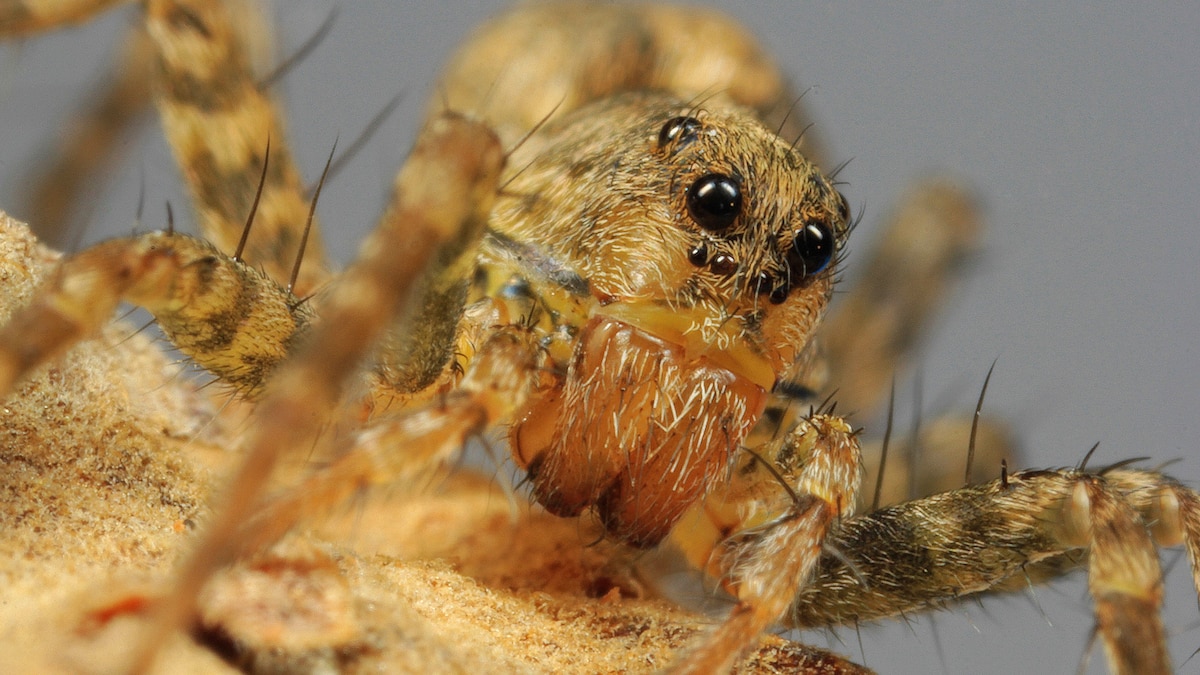 Flirty Female Spiders Use Silk to Capture a Male's Interest | National ...