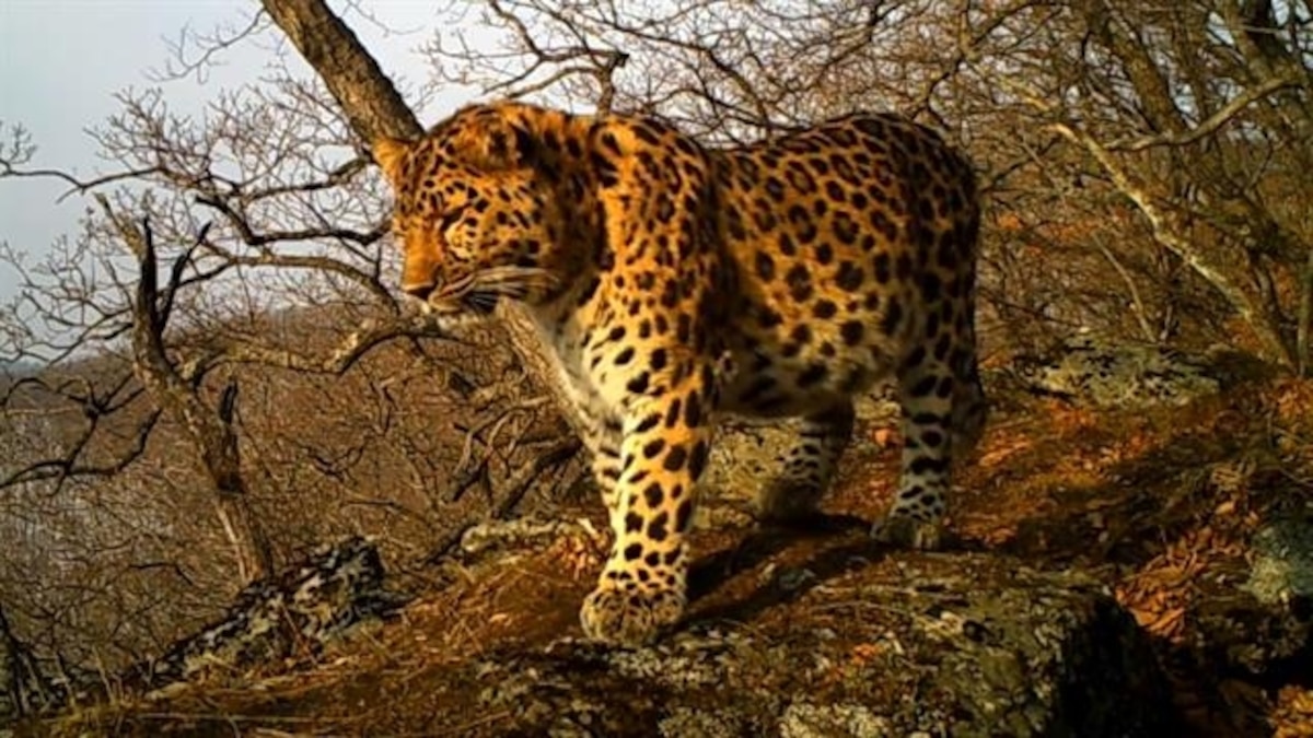 See One of the World's Rarest Cats Captured on Camera | National Geographic