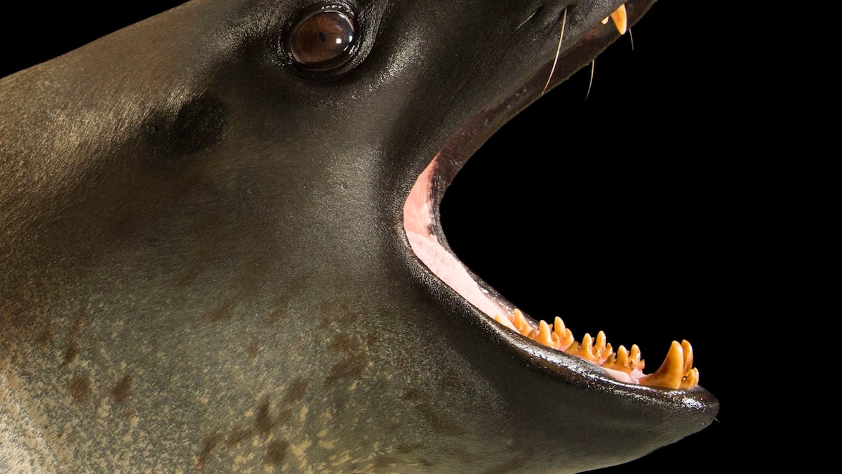 Leopard Seal | National Geographic