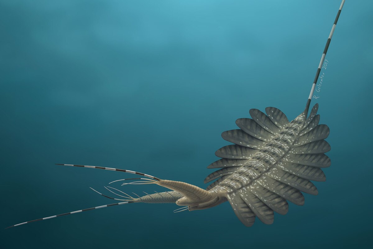 520-Million-Year-Old Brains Found in Kerygmachela Fossil